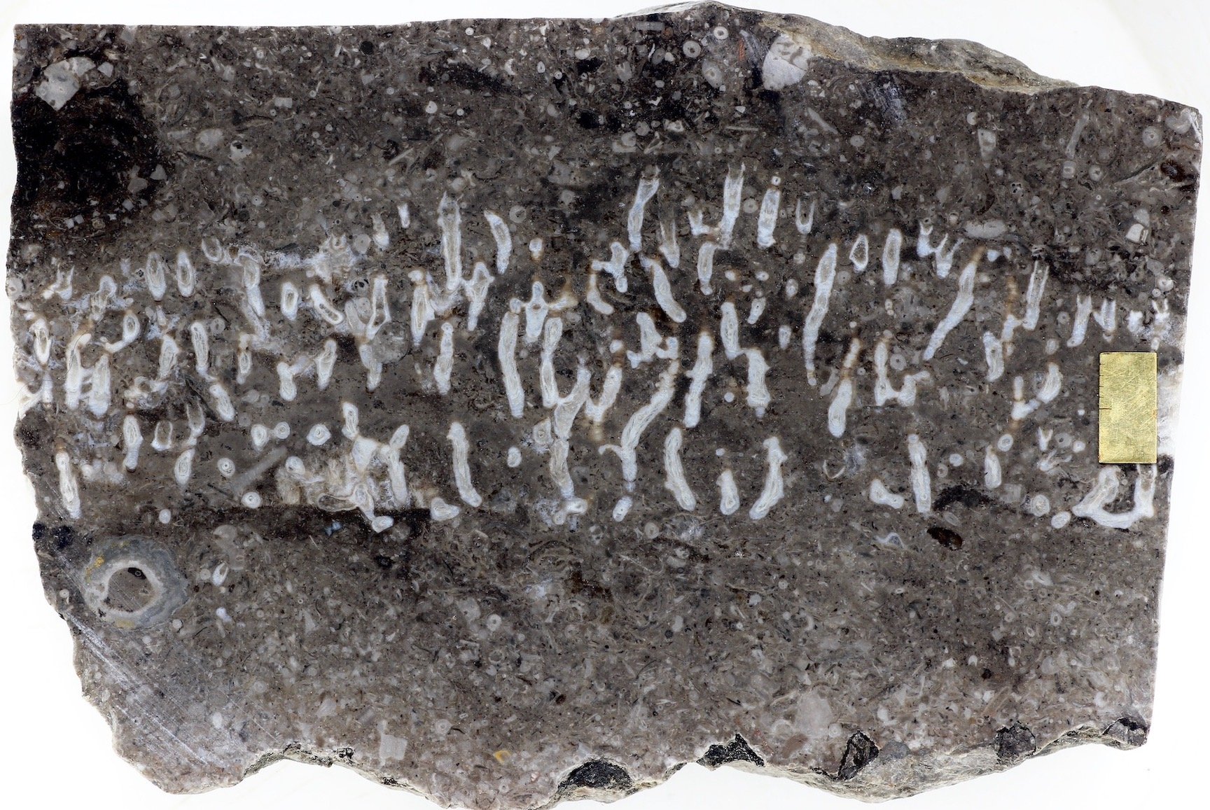 Syringopora cf. ramulosa - Corals - The Fossil Forum