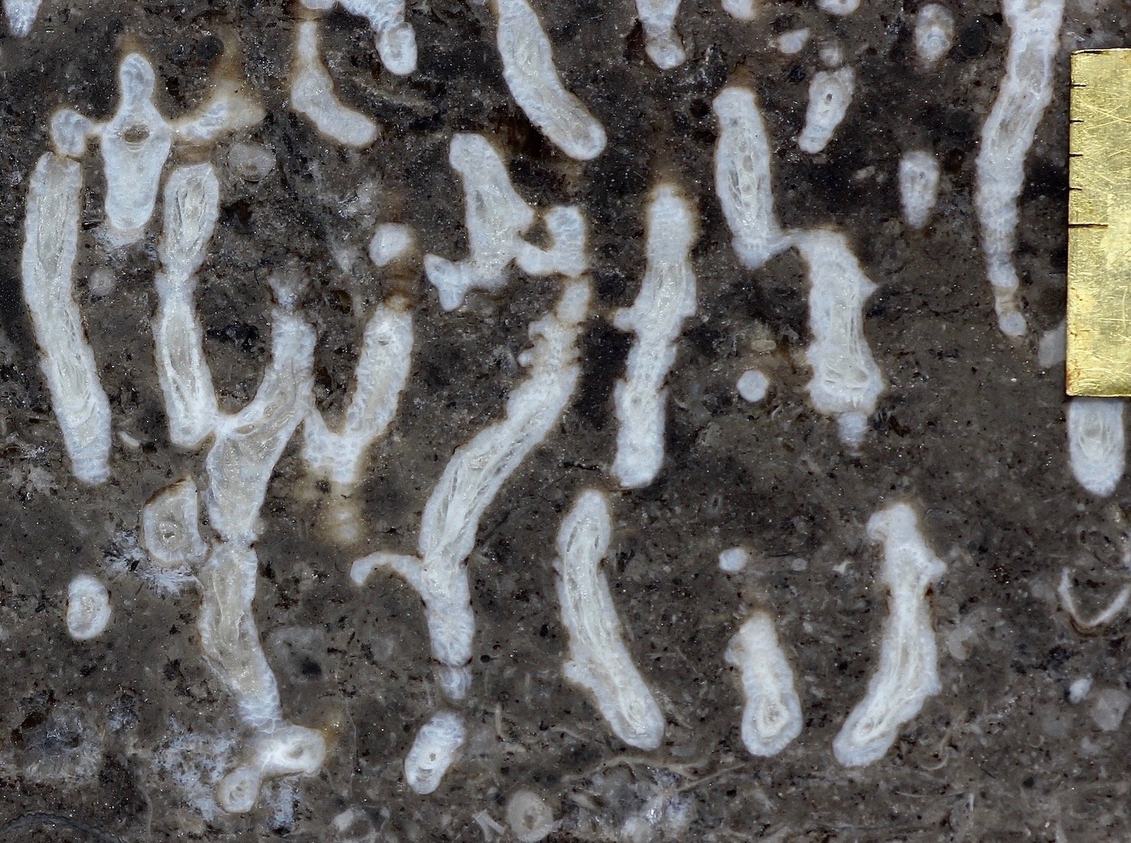 Syringopora cf. ramulosa - Corals - The Fossil Forum