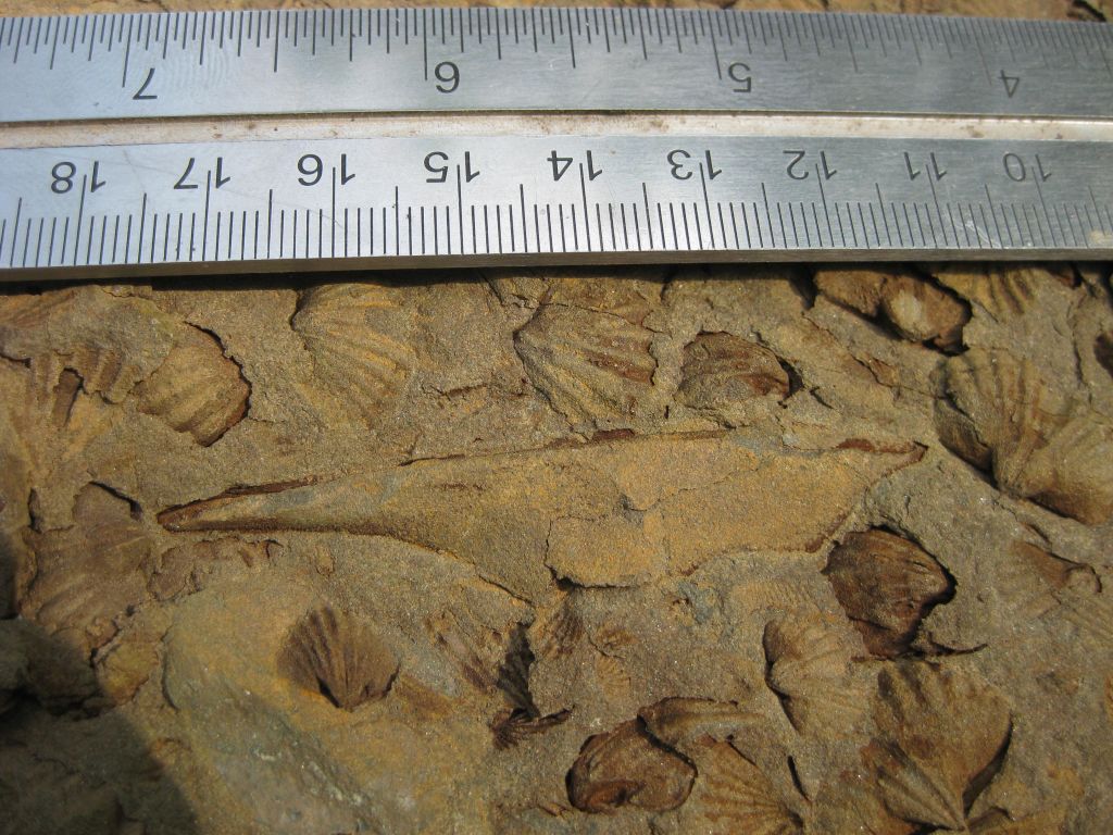 Trilobite cephalon ? - Fossil ID - The Fossil Forum