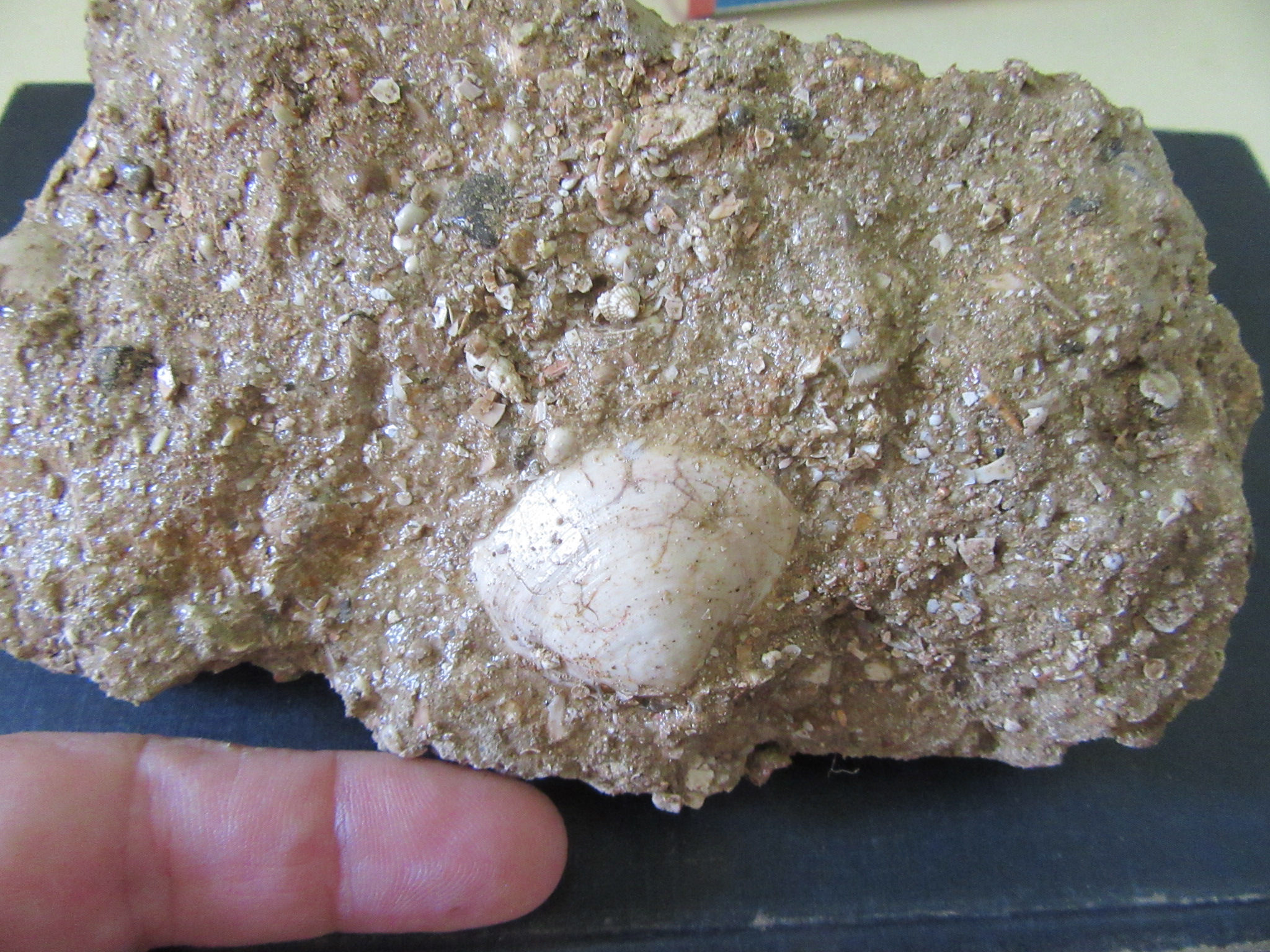 Panopea ? - Fossil ID - The Fossil Forum