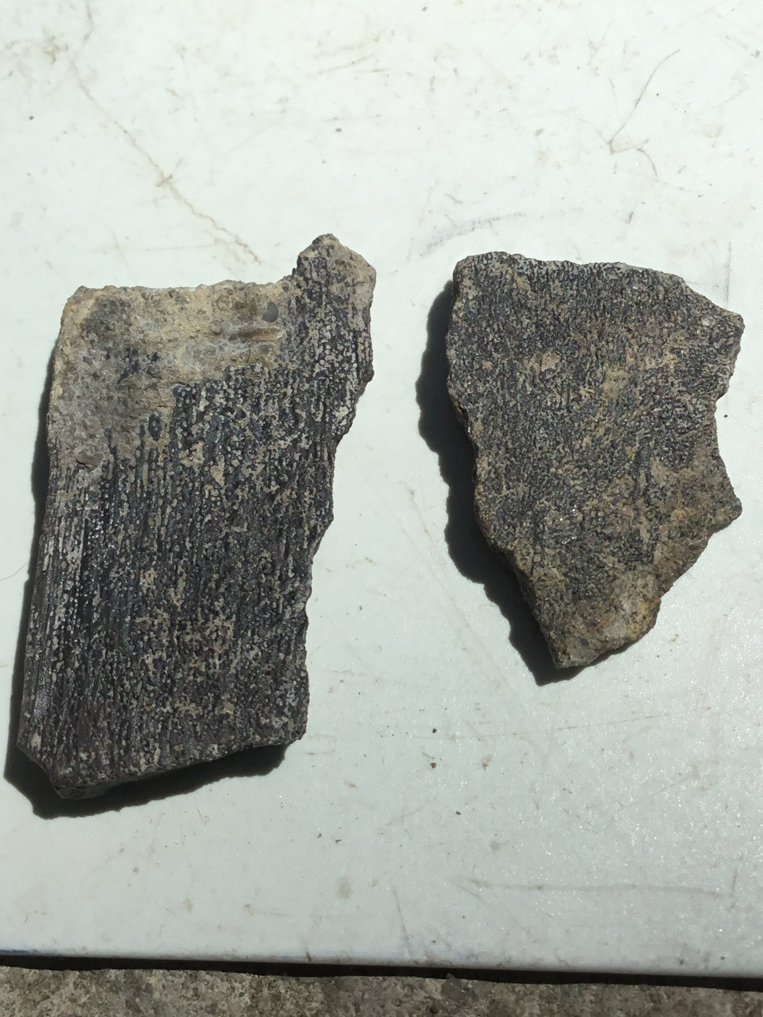 Arkona South Pit - Fossil Hunting Trips - The Fossil Forum