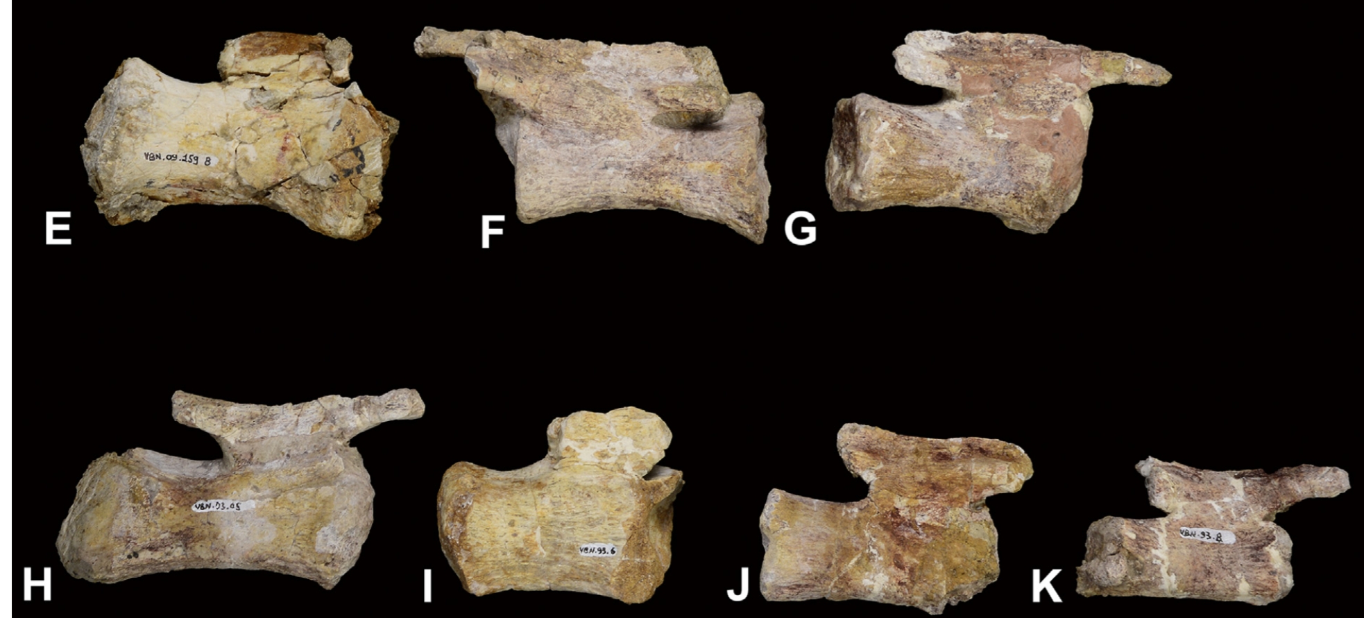 Bone to identify - Fossil ID - The Fossil Forum
