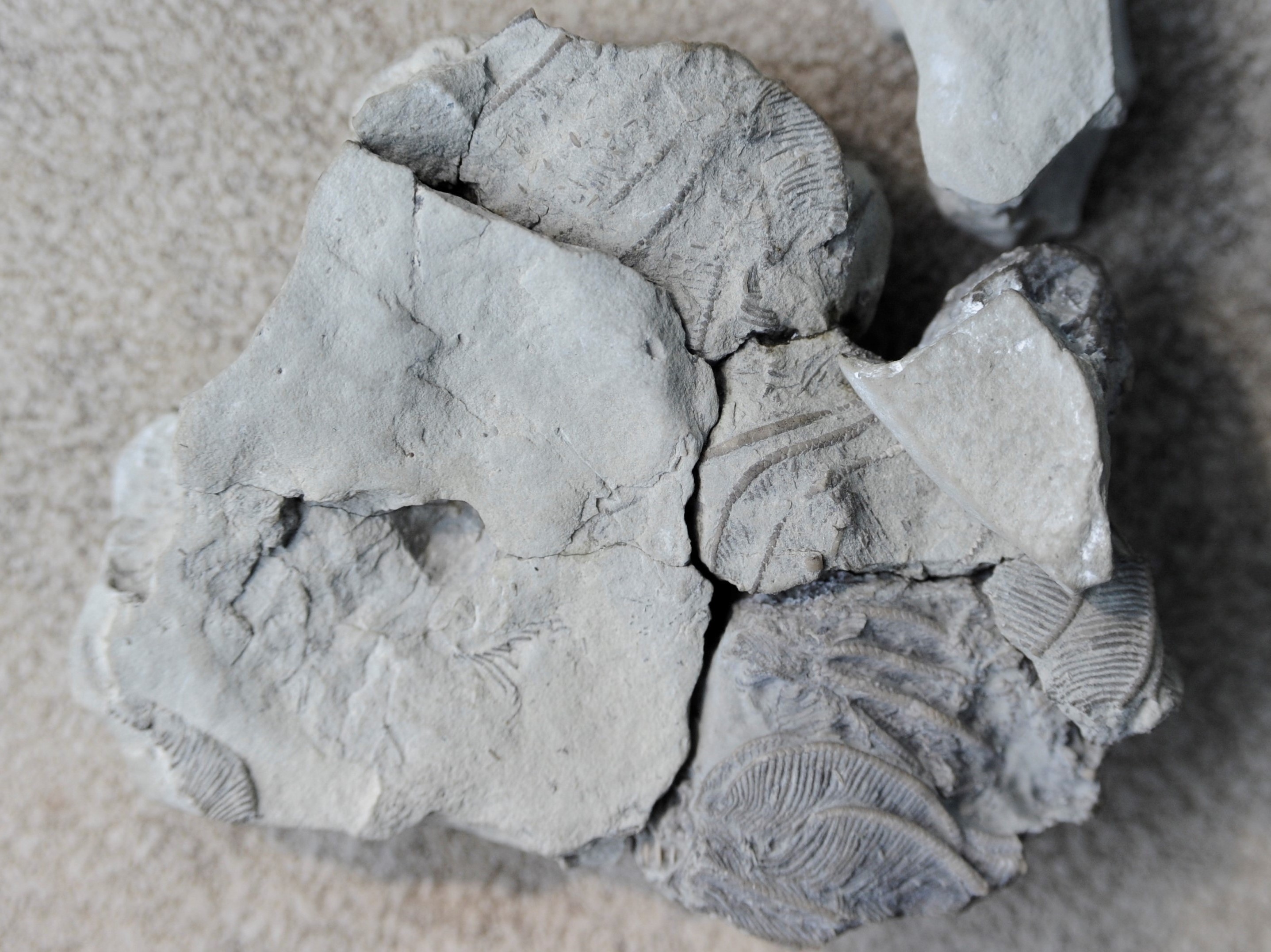 Arkona Crinoid prep - Fossil Preparation - The Fossil Forum