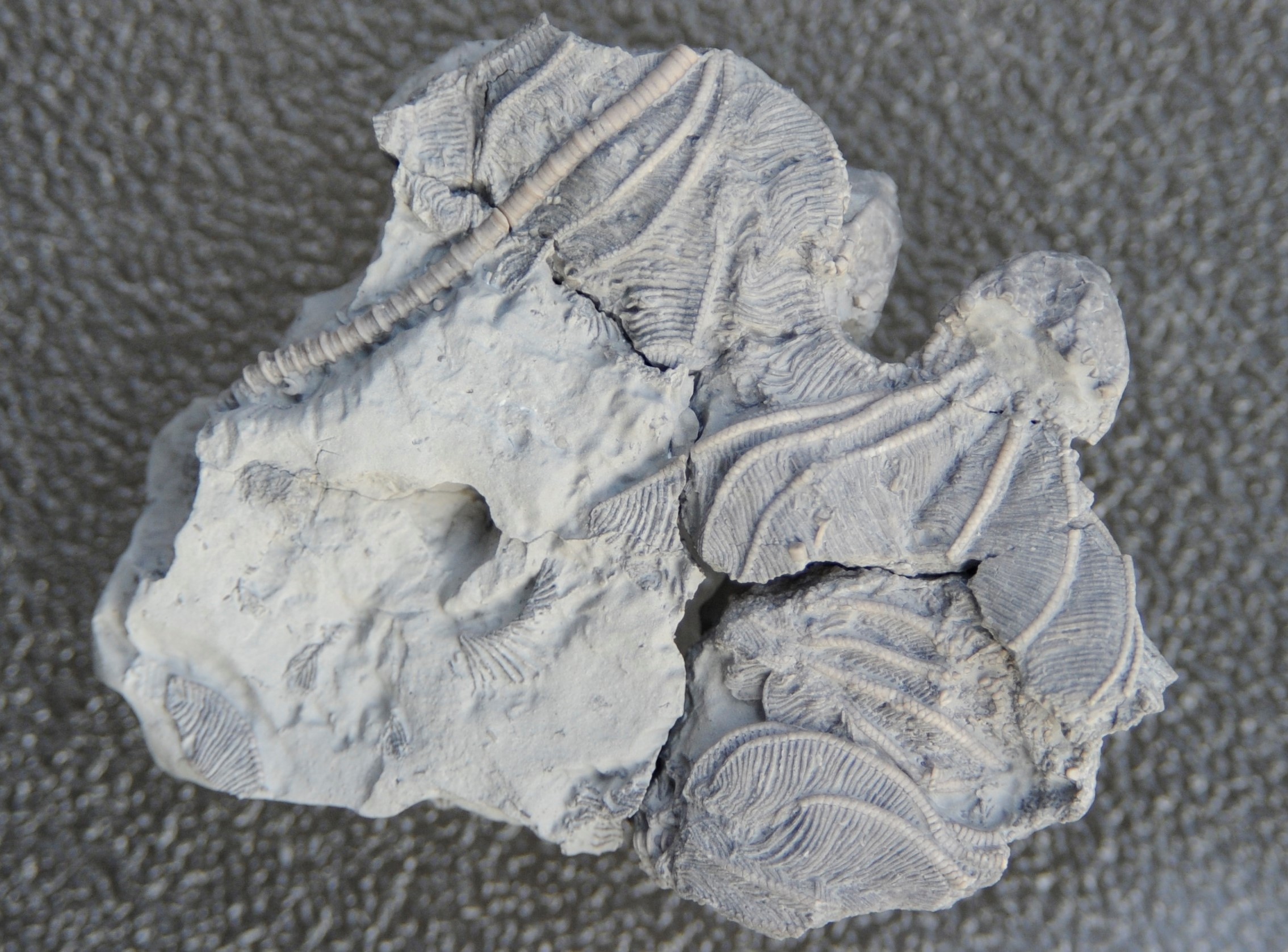 Arkona Crinoid prep - Fossil Preparation - The Fossil Forum