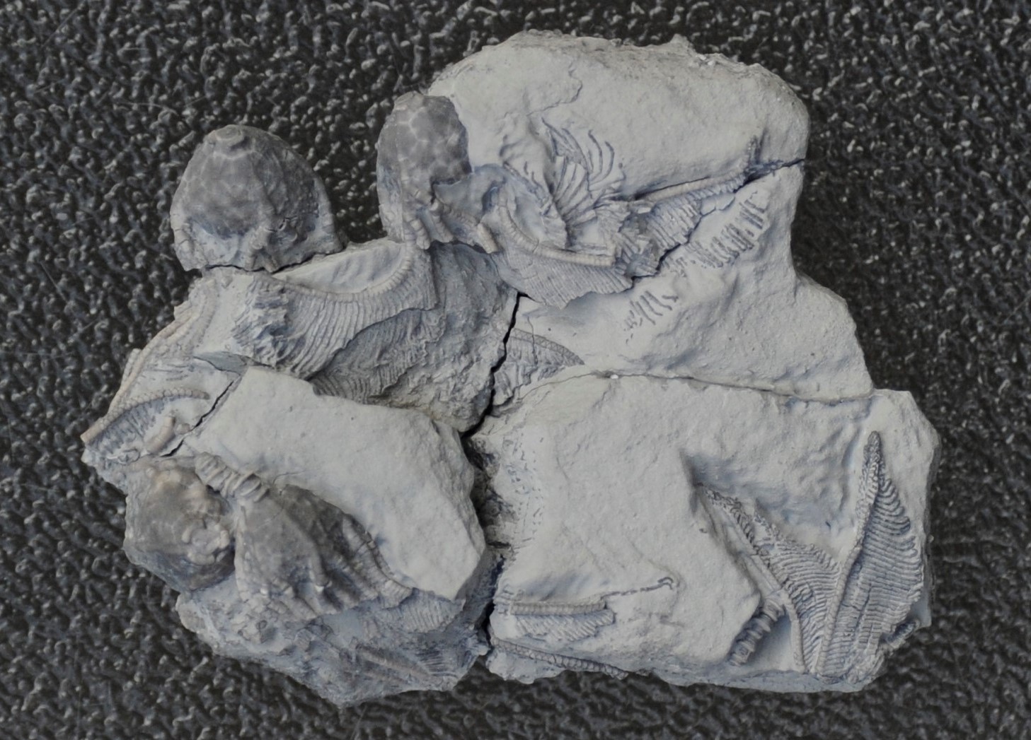 Arkona Crinoid prep - Fossil Preparation - The Fossil Forum