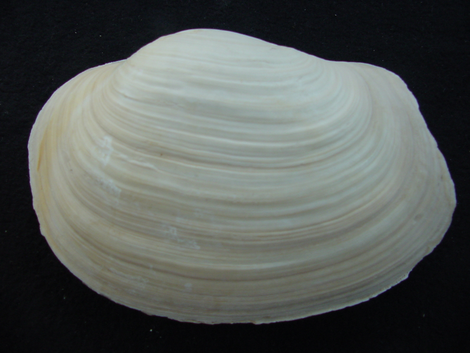 Panopea ? - Fossil ID - The Fossil Forum