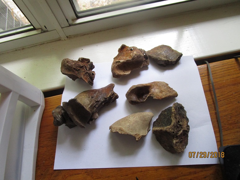 Short faced bear fossils? - Fossil ID - The Fossil Forum
