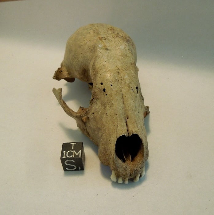 Unknown Skull, Peace River, Florida - Fossil ID - The Fossil Forum