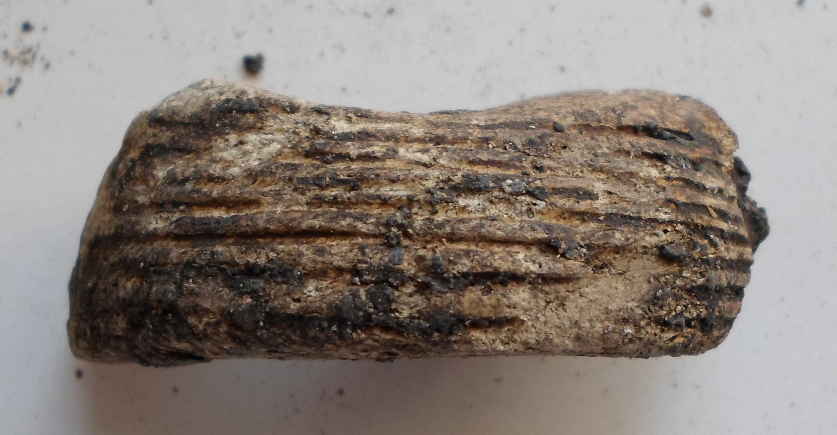 tool bone?? - Fossil ID - The Fossil Forum