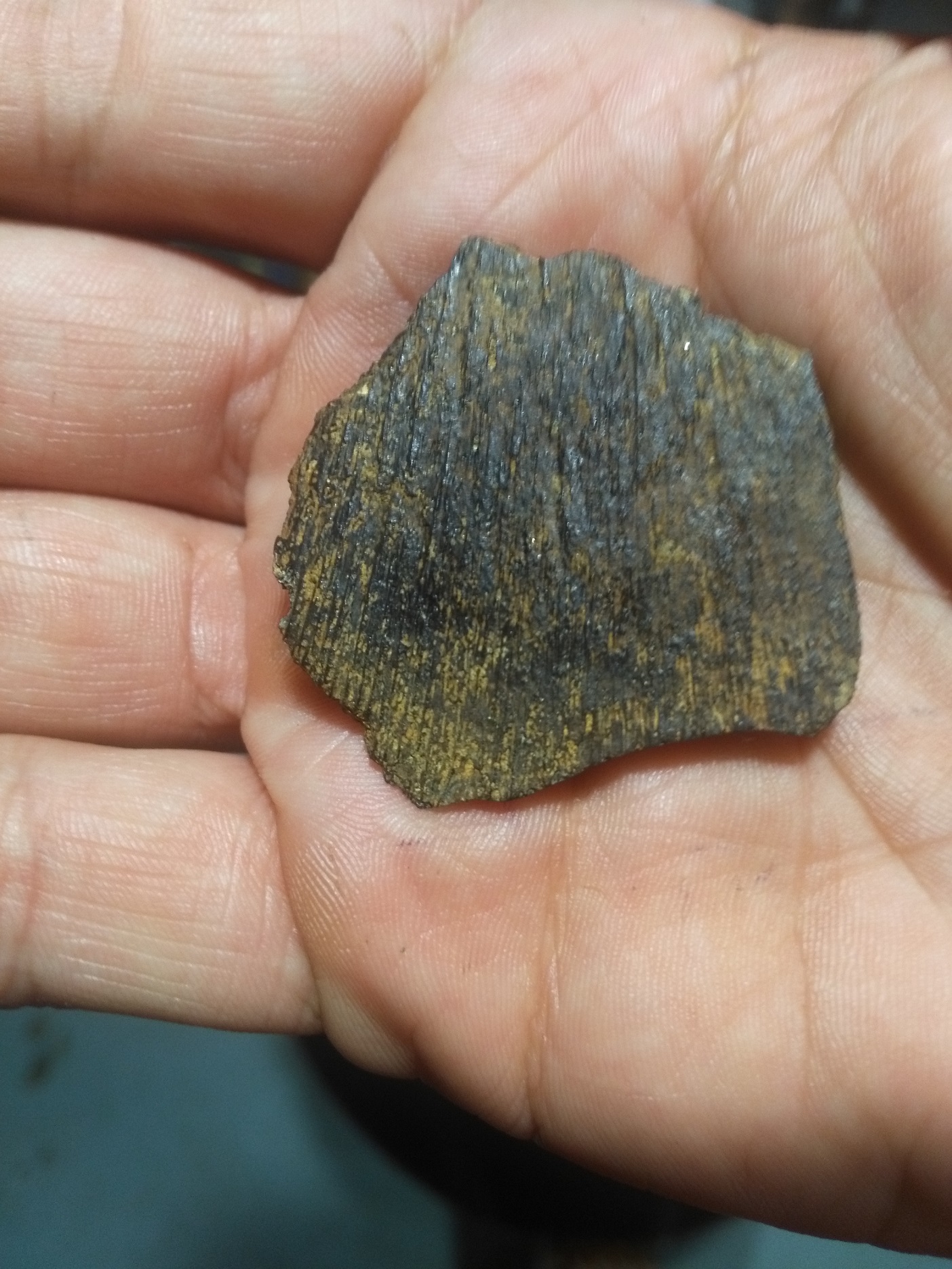 Strange NJ Cretaceous Fish Bone - Fossil ID - The Fossil Forum