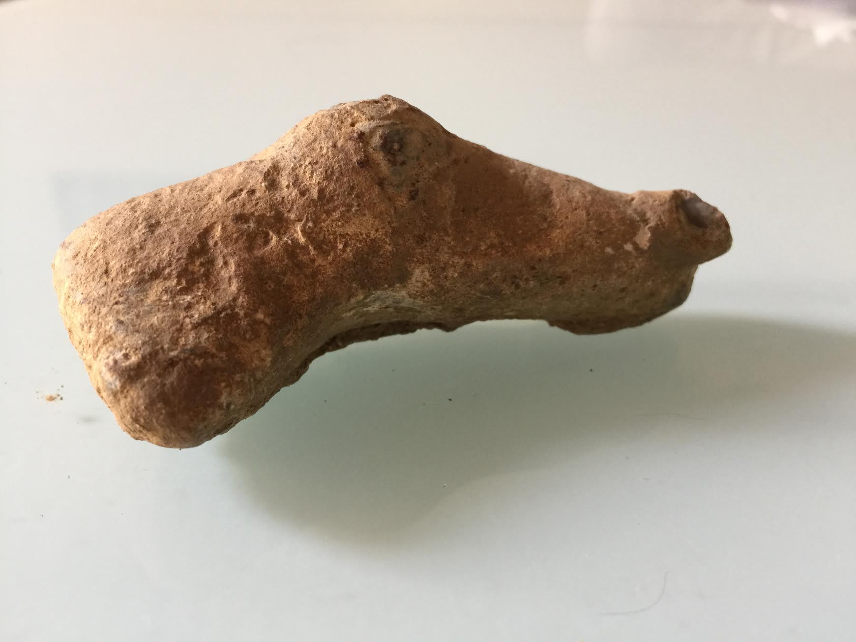 Is this a fossilized finger? - Fossil ID - The Fossil Forum