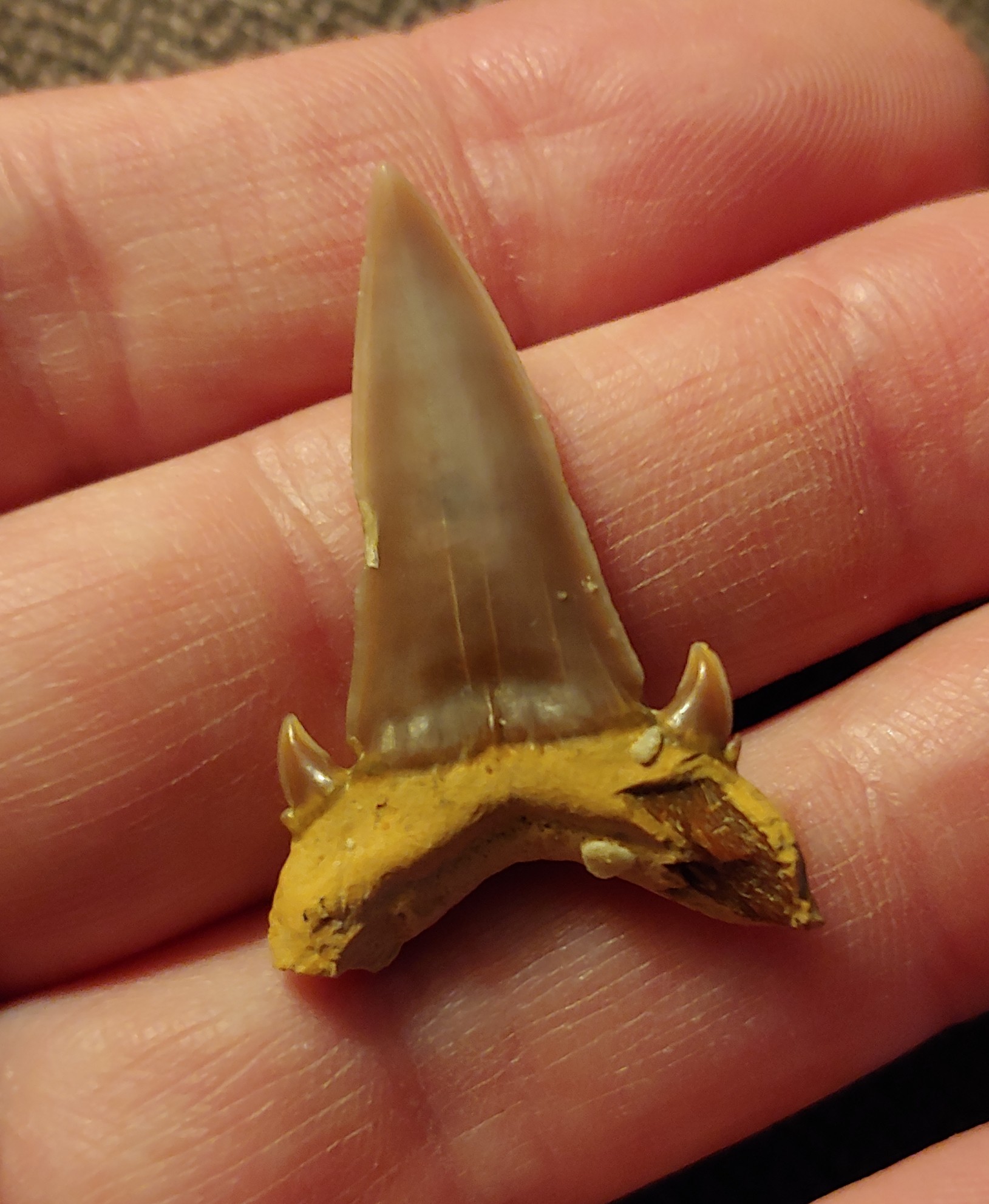 Shark tooth identification needed - Fossil ID - The Fossil Forum
