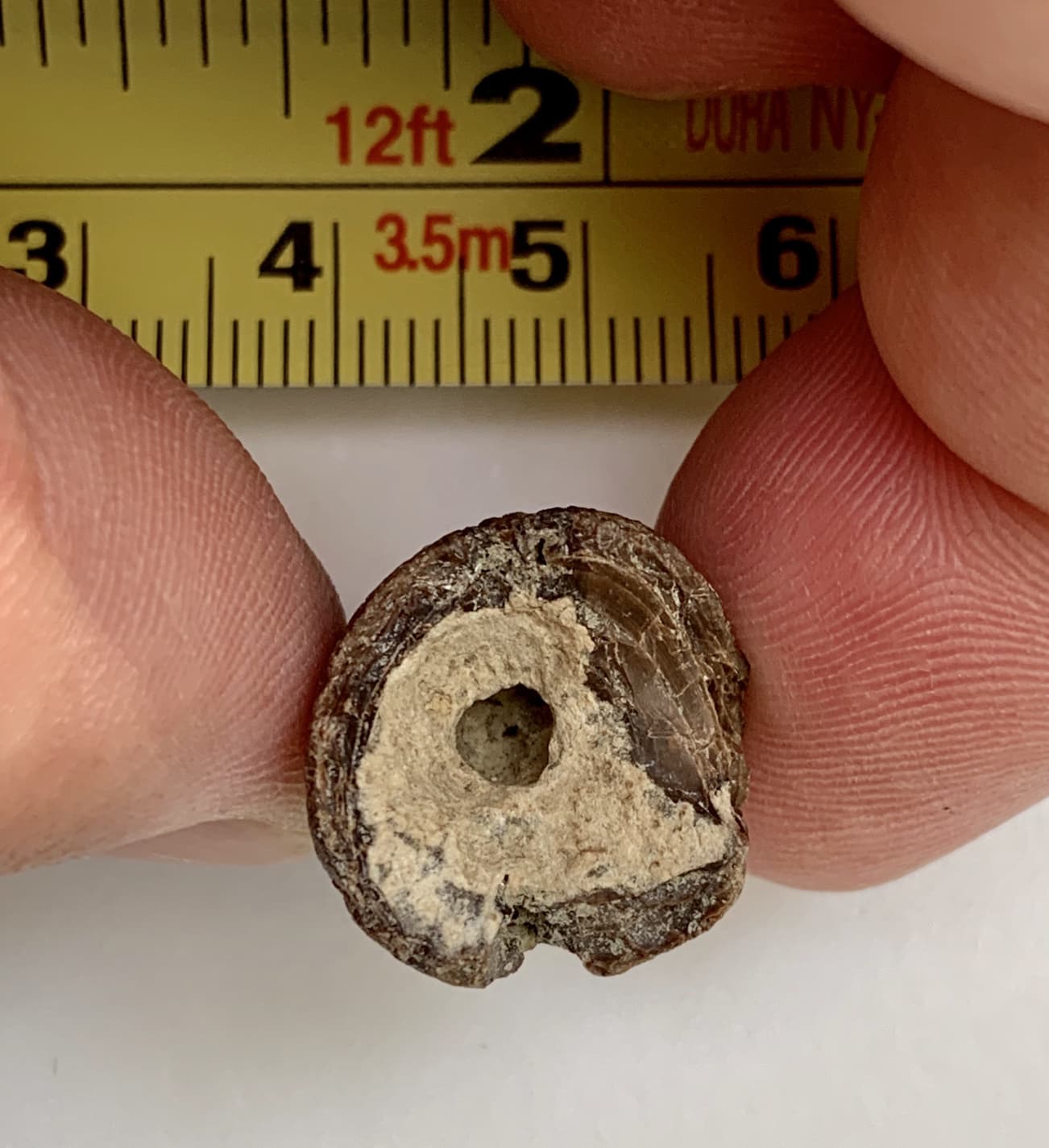 Finally: croc teeth? - Fossil ID - The Fossil Forum