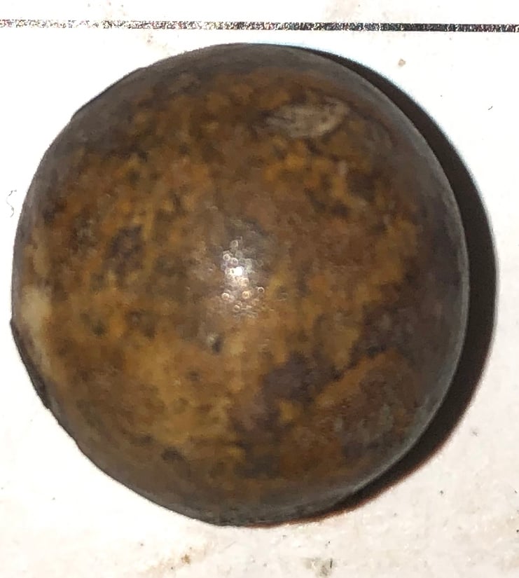 Fossil Gum Ball? - Fossil ID - The Fossil Forum