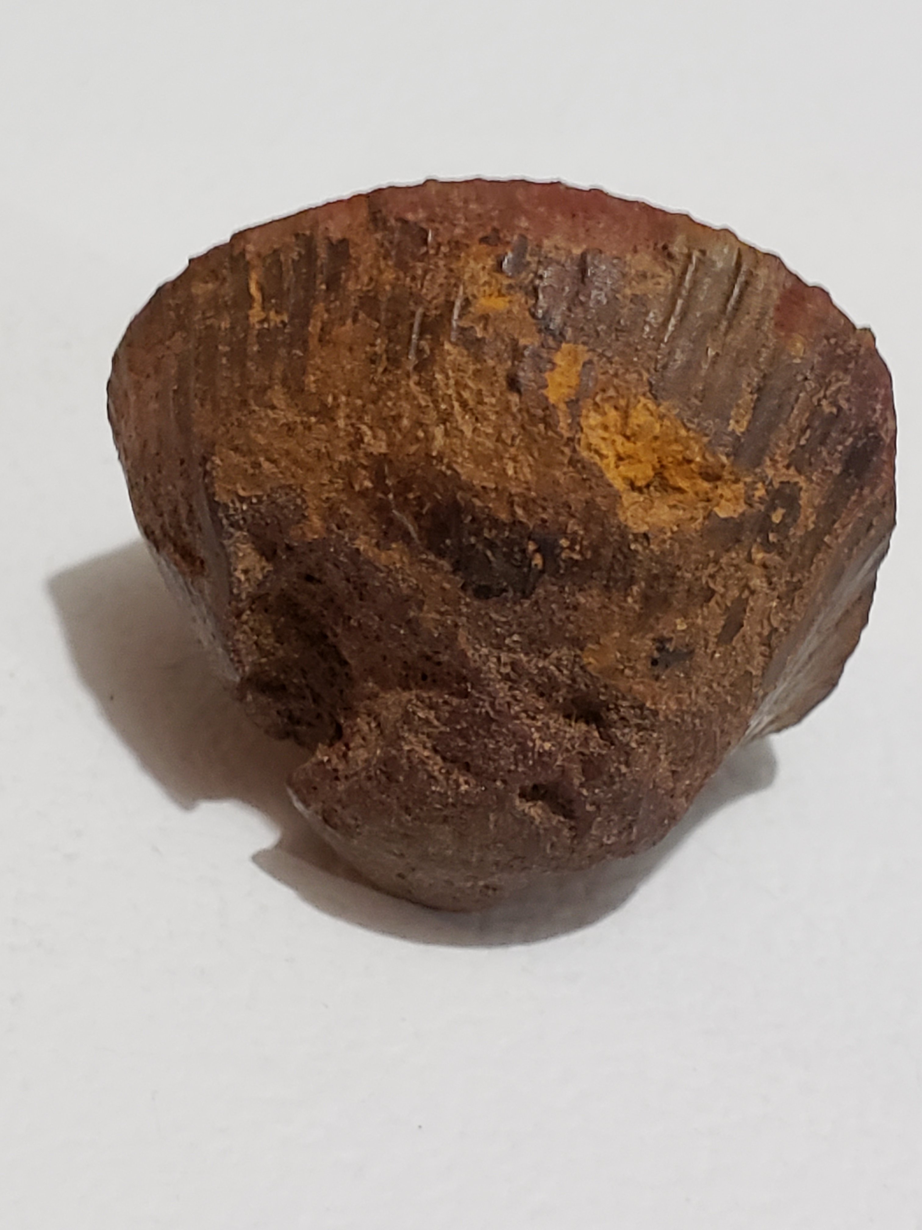 Coprolite??? - Fossil ID - The Fossil Forum