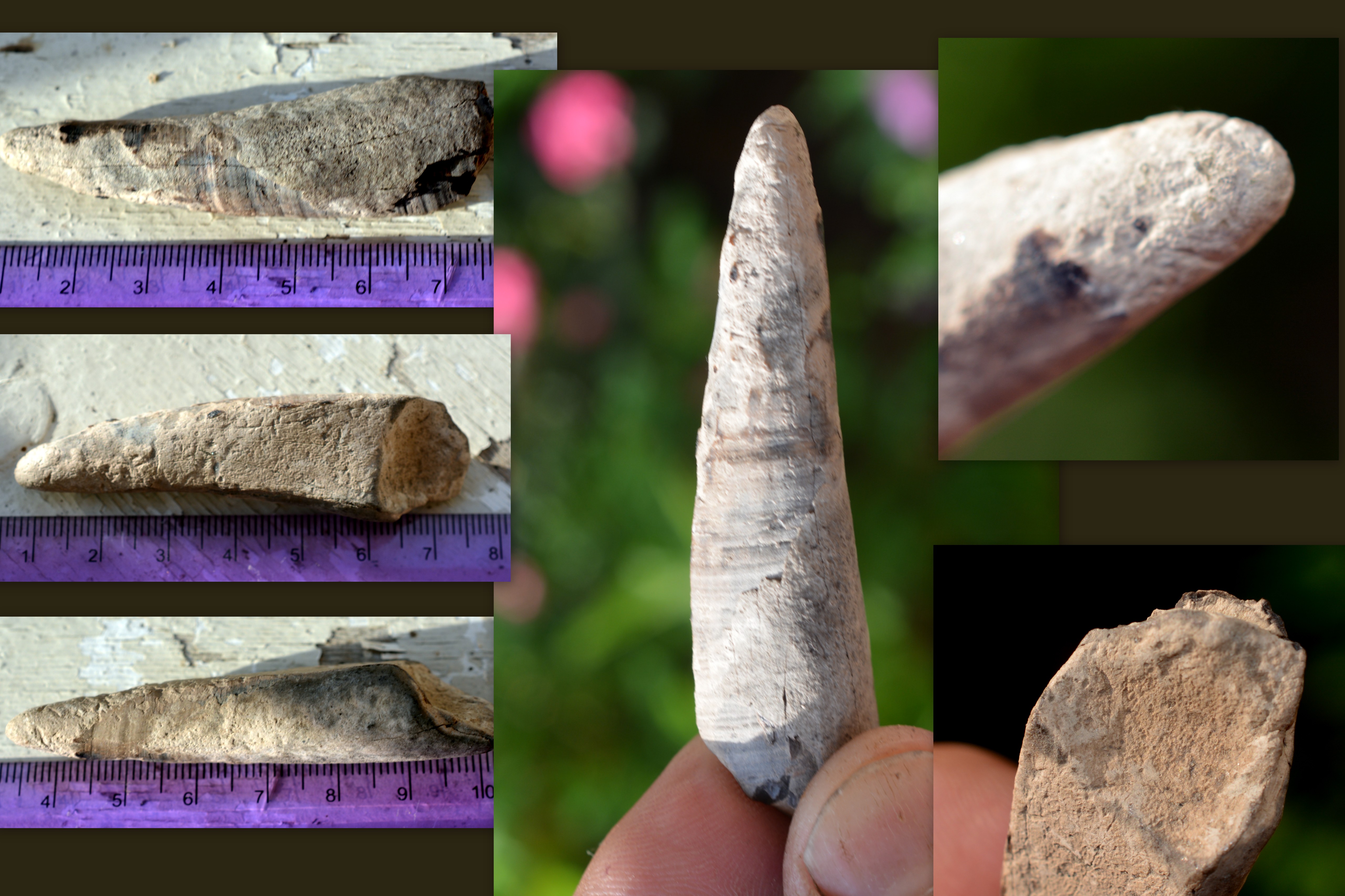 Four Florida Fossils To Look At - Fossil ID - The Fossil Forum