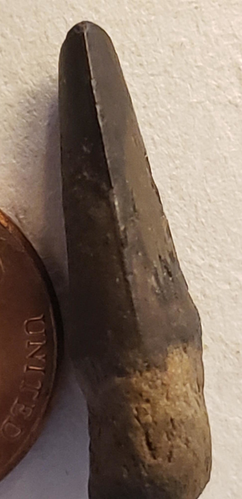 Croc Tooth? - Fossil ID - The Fossil Forum