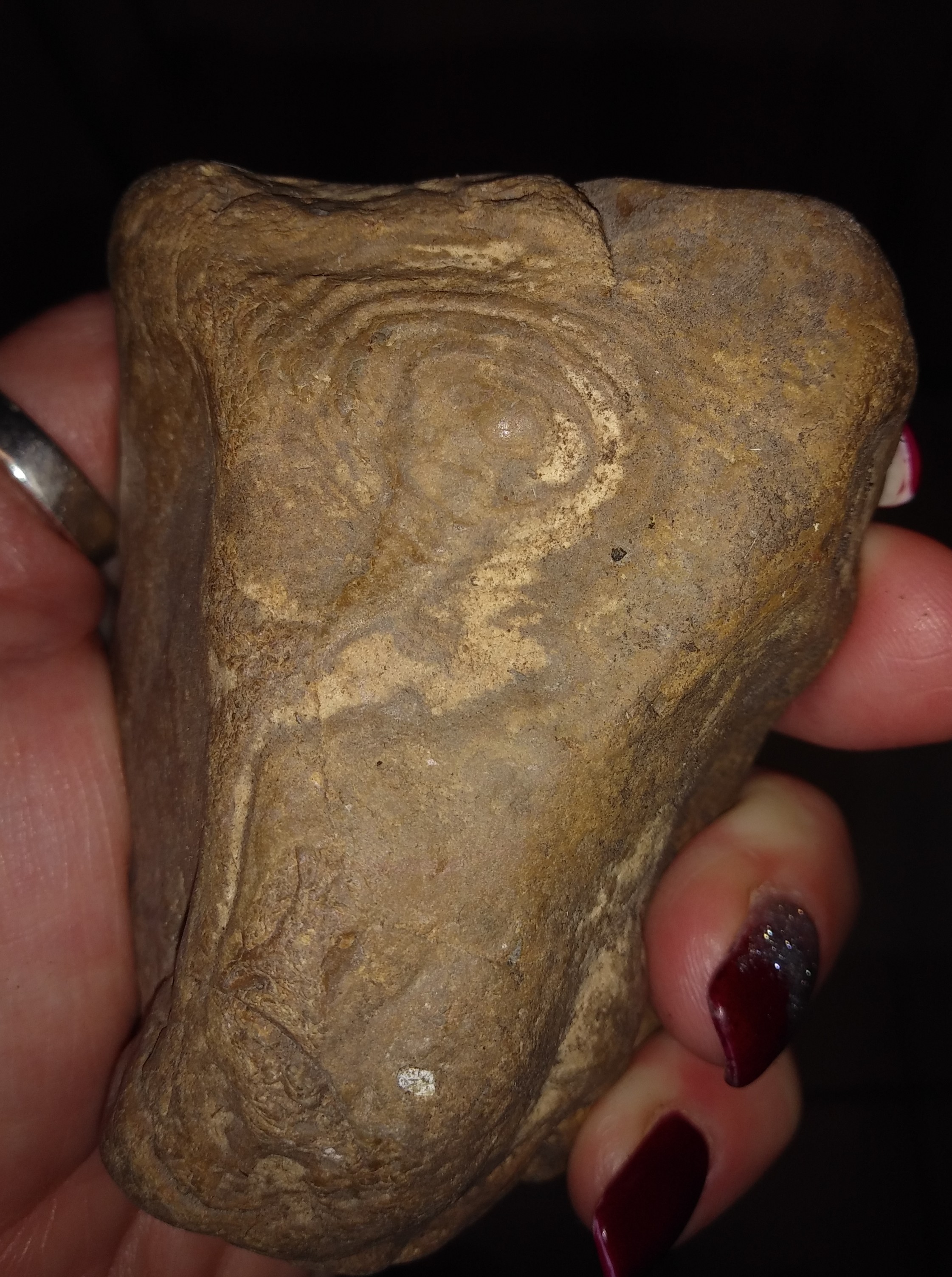 Need help identifying - Fossil ID - The Fossil Forum