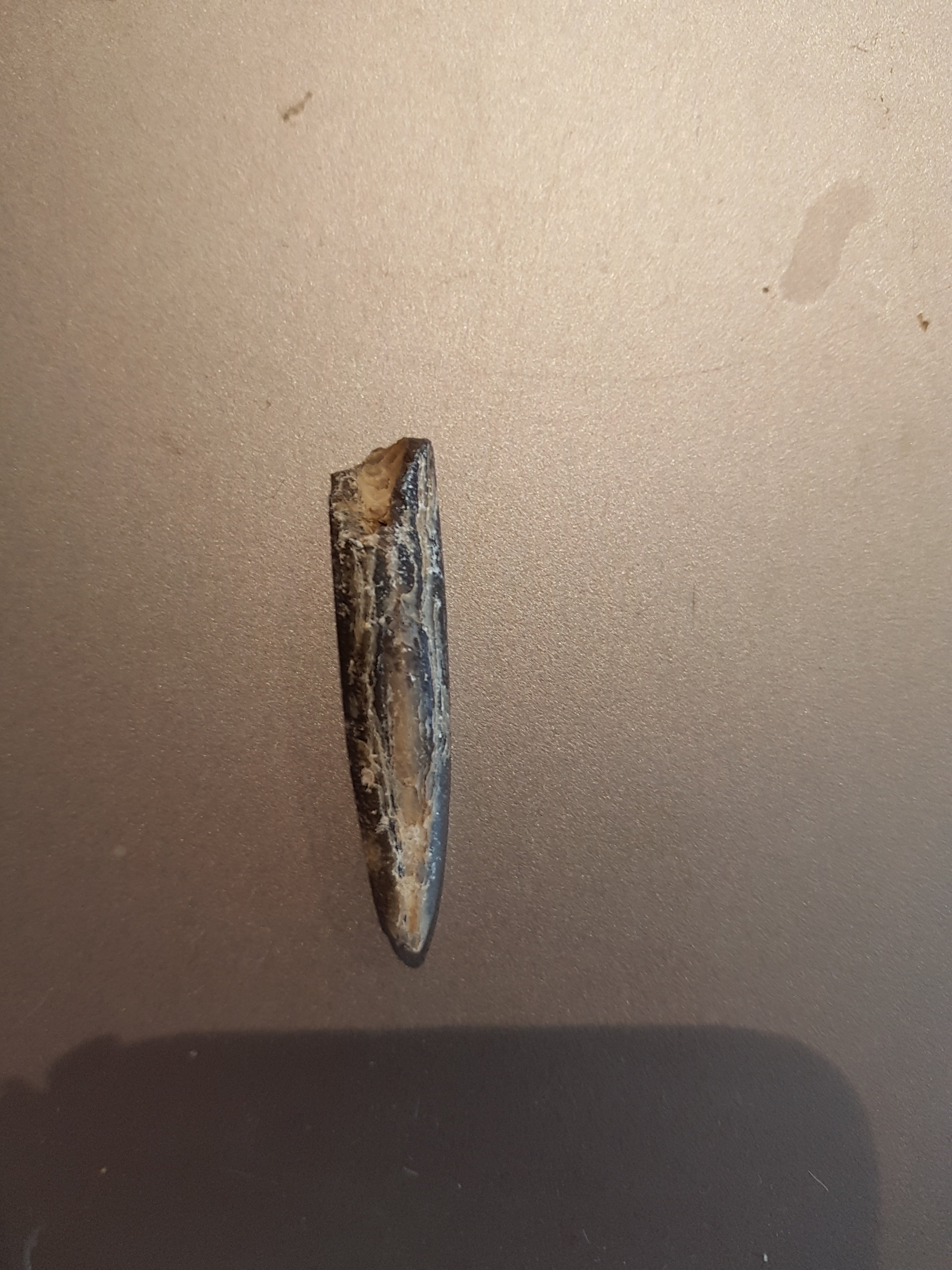 Tooth or stone - Fossil ID - The Fossil Forum