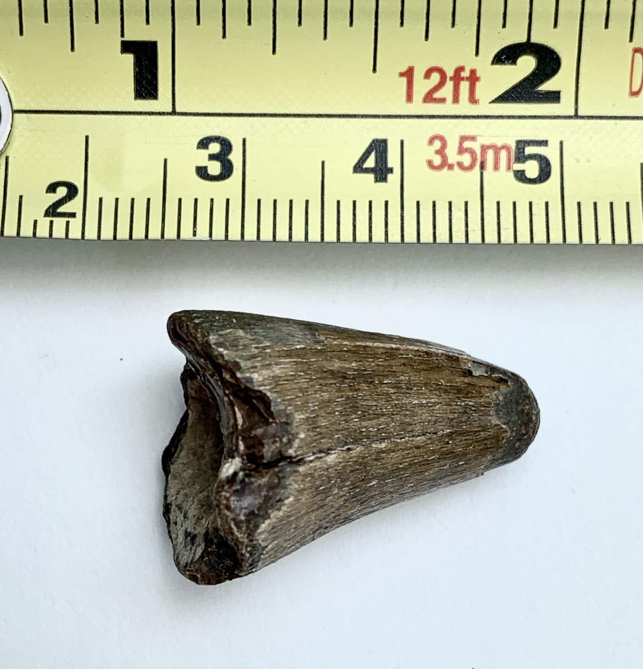 Finally: croc teeth? - Fossil ID - The Fossil Forum