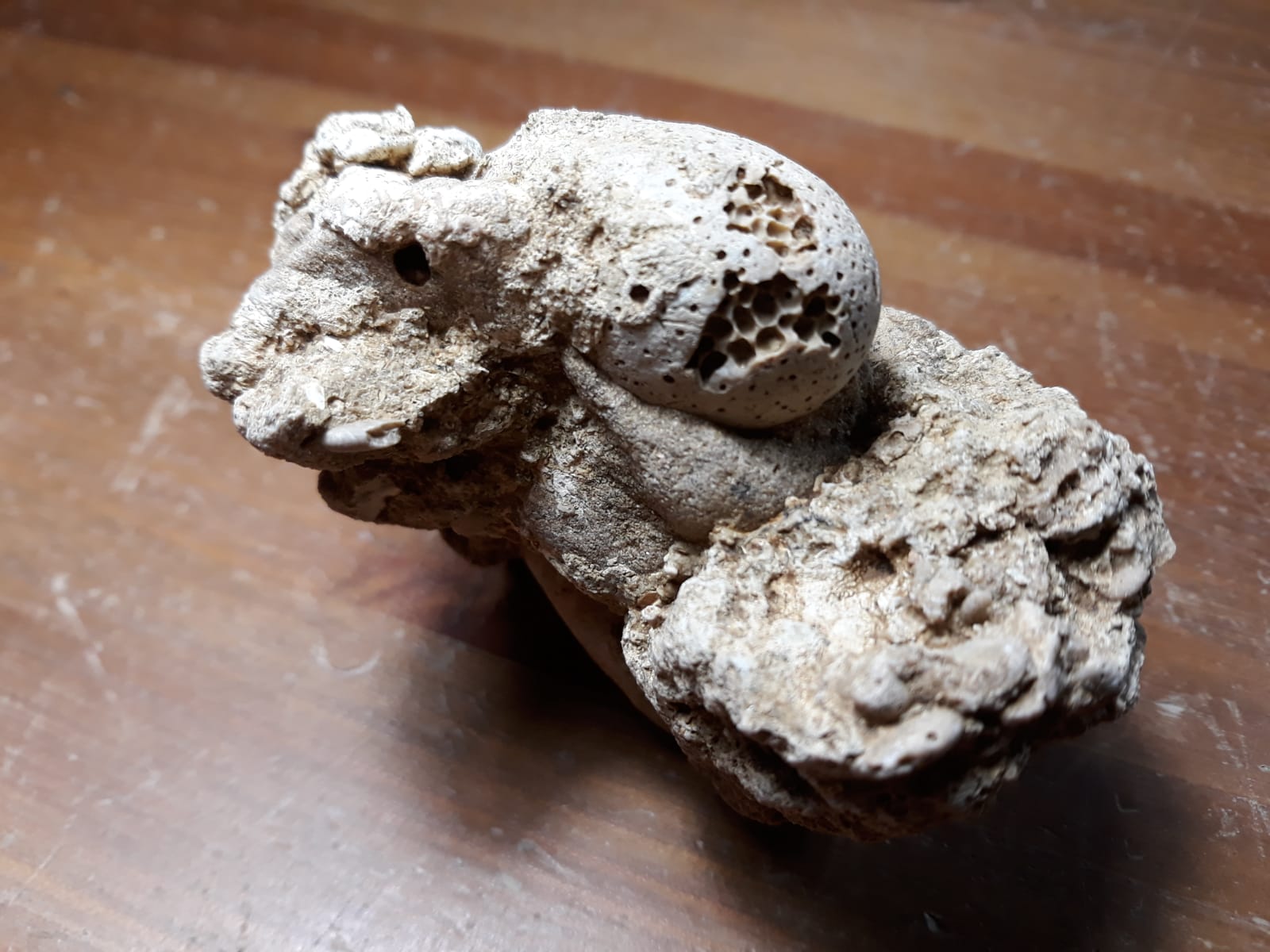 Sponge? Coral? - Fossil ID - The Fossil Forum