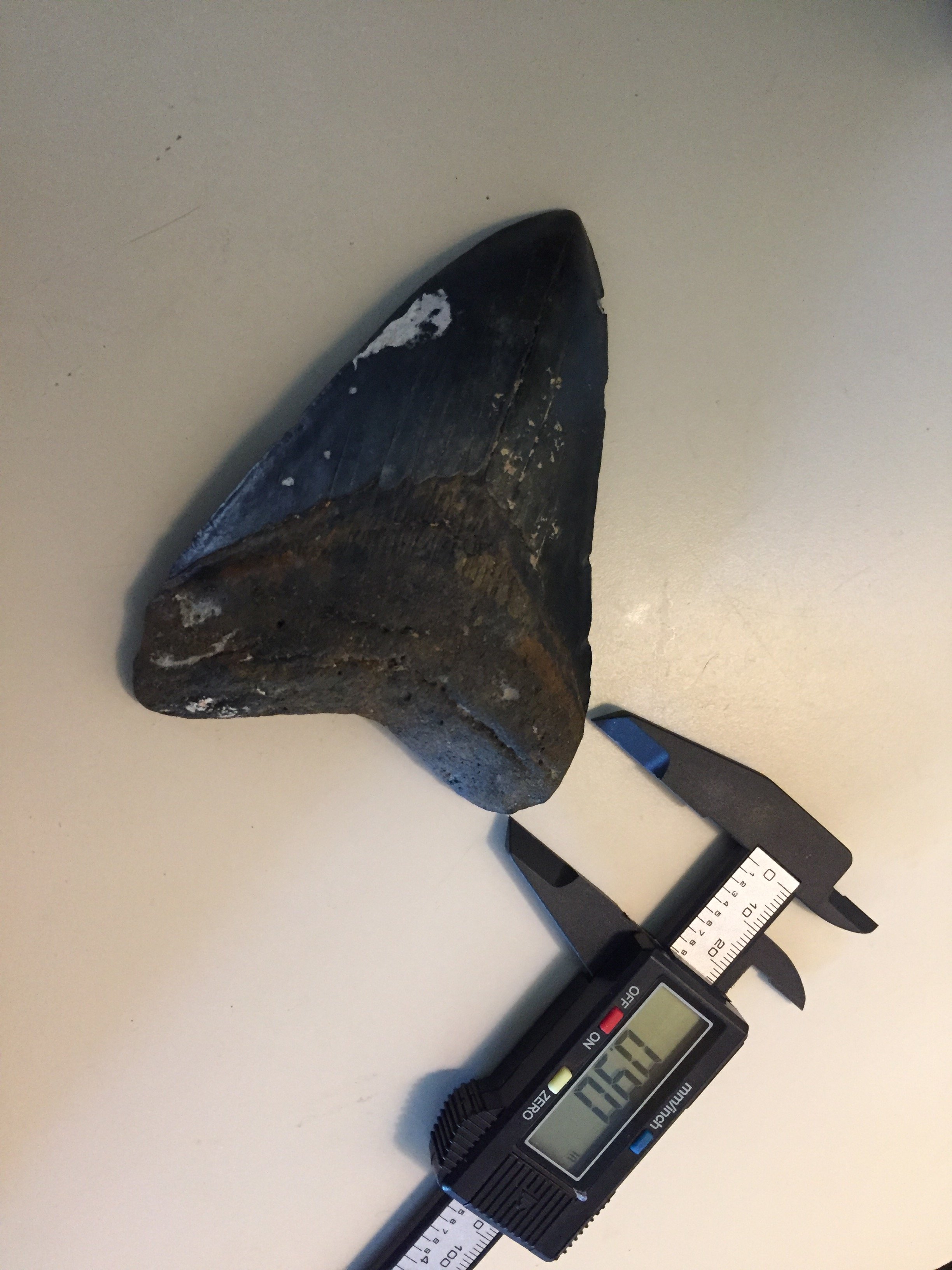 Unidentified Virginia vertebrate fossils - Fossil ID - The Fossil Forum