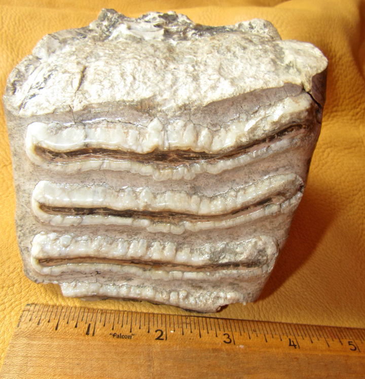 Mammoth Tooth - Fossil ID - The Fossil Forum