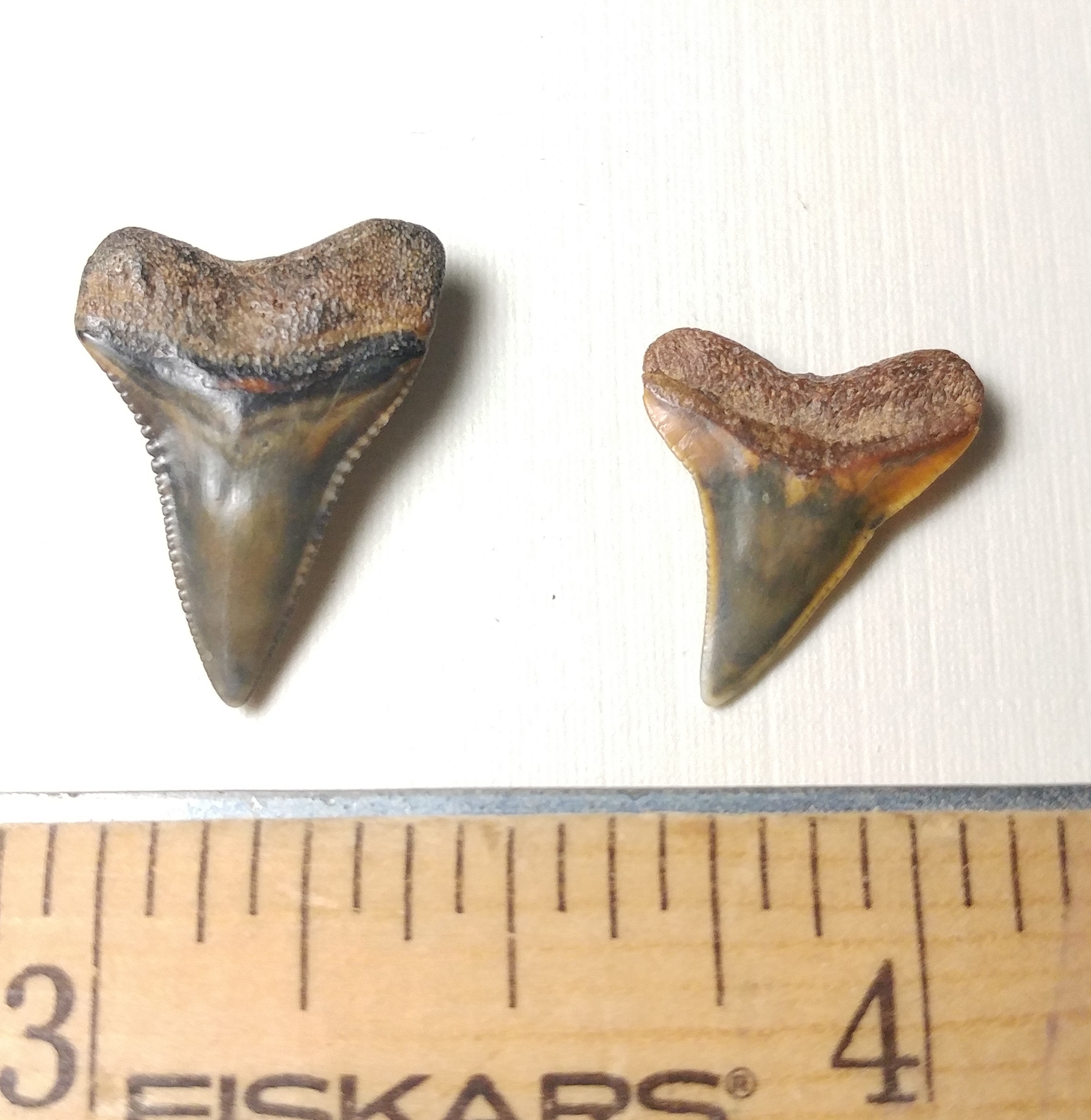 Shark teeth ID - Fossil ID - The Fossil Forum