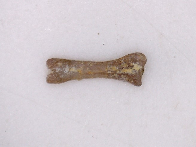 Bird Toe Bone - Micro-paleontology - The Fossil Forum