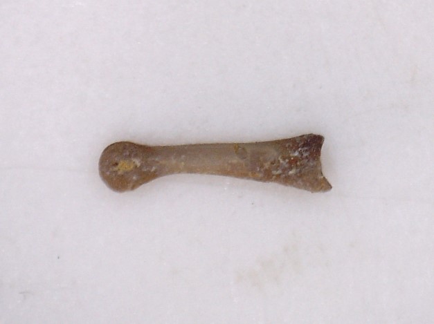 Bird Toe Bone - Micro-paleontology - The Fossil Forum