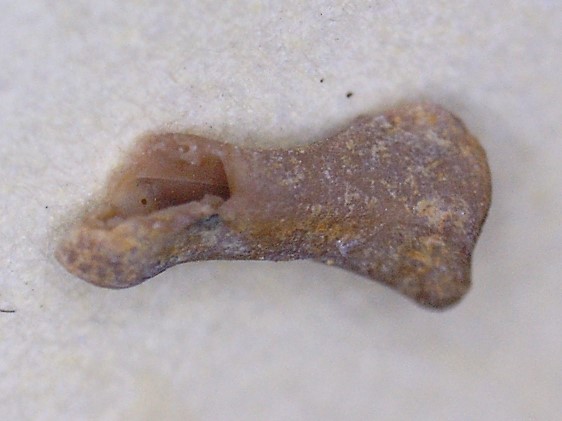 Bird Toe Bone - Micro-paleontology - The Fossil Forum