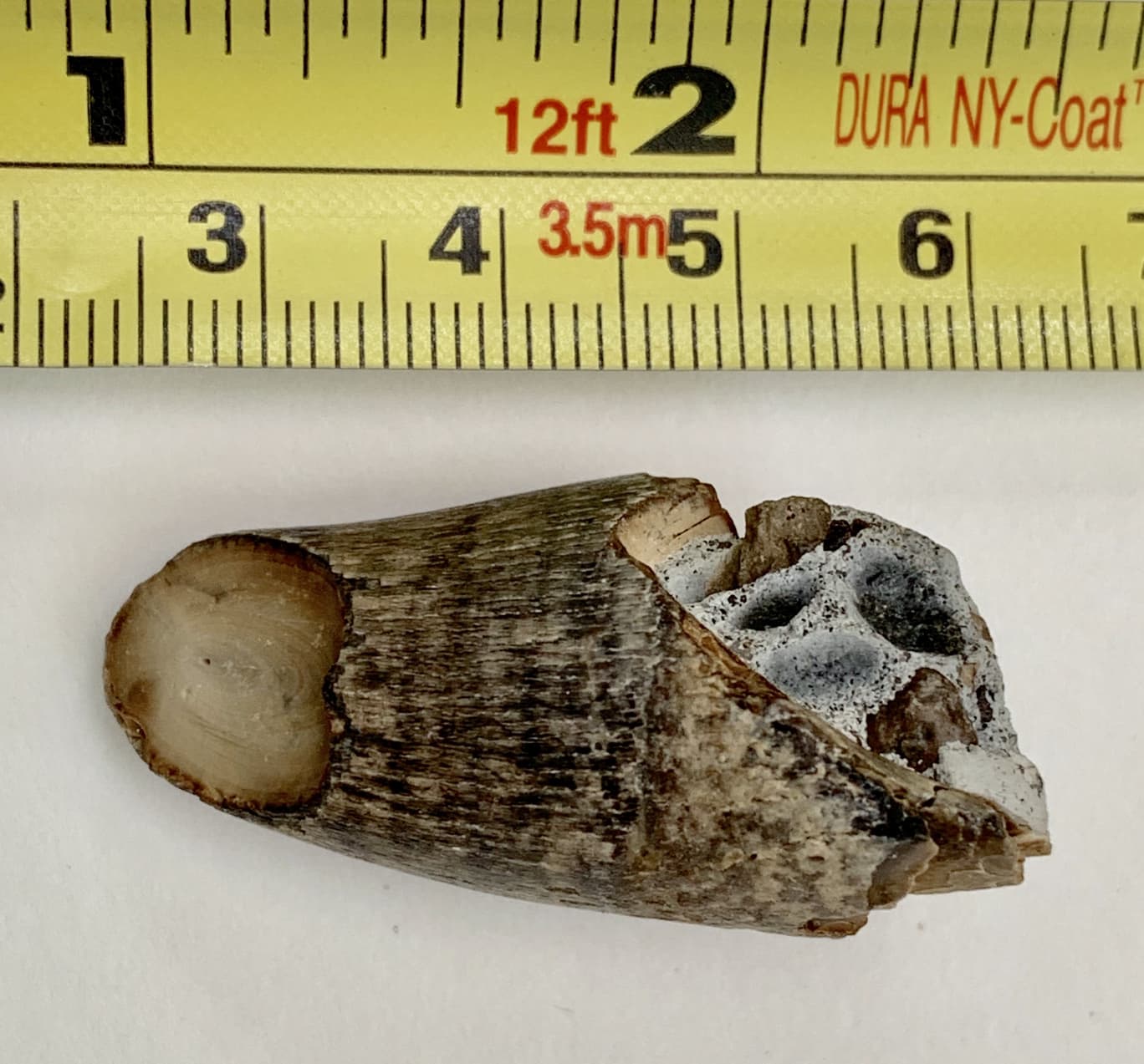 Finally: croc teeth? - Fossil ID - The Fossil Forum