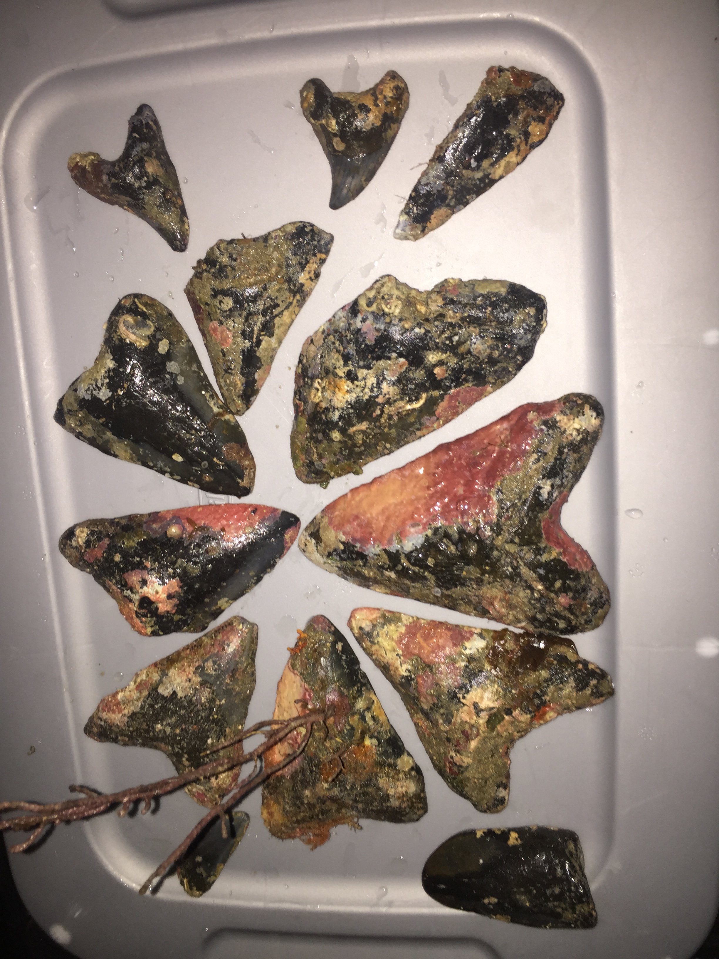 First Meg Ledge Trip (North Carolina) - Fossil Hunting Trips - The ...