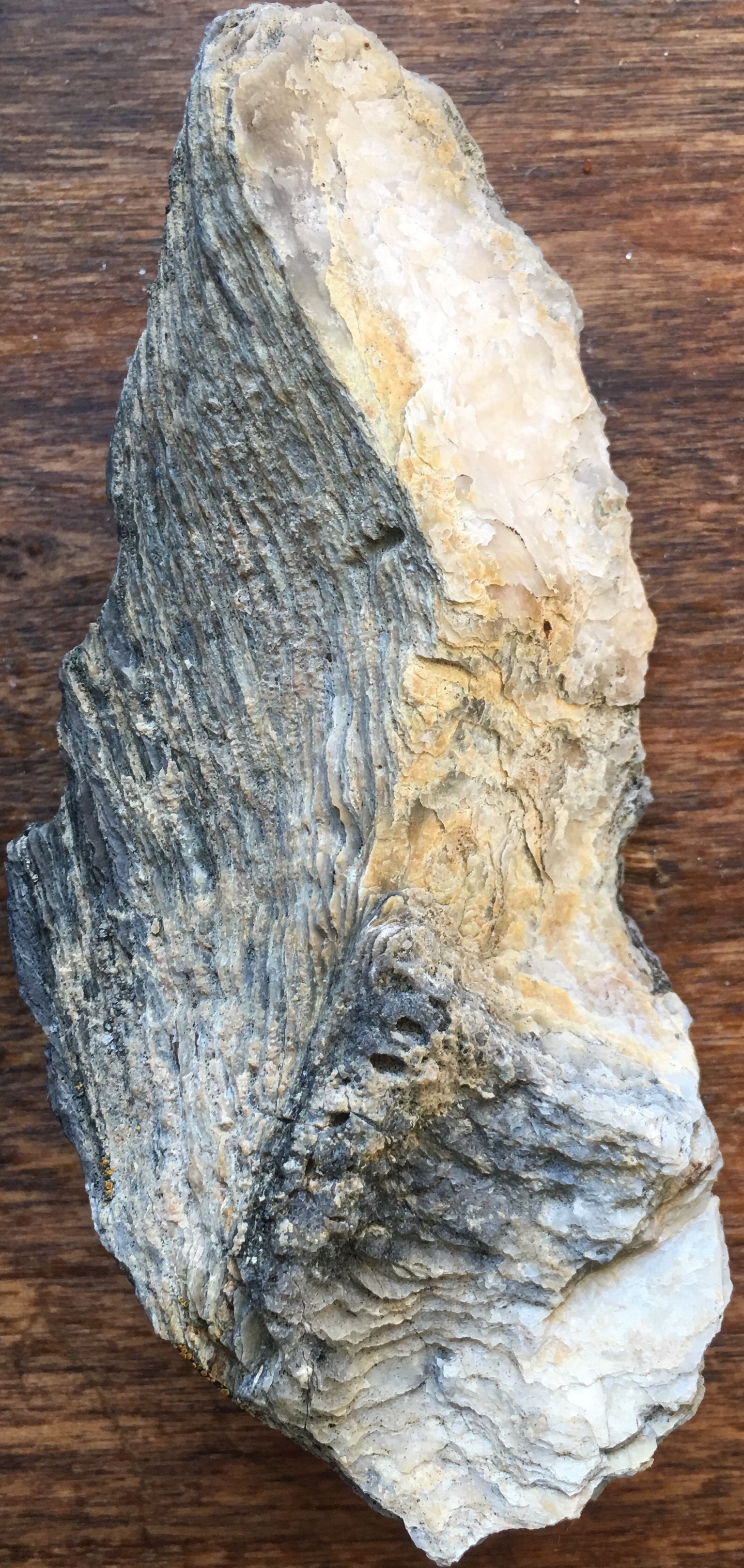 My most recent Pierre shale find - Fossil ID - The Fossil Forum
