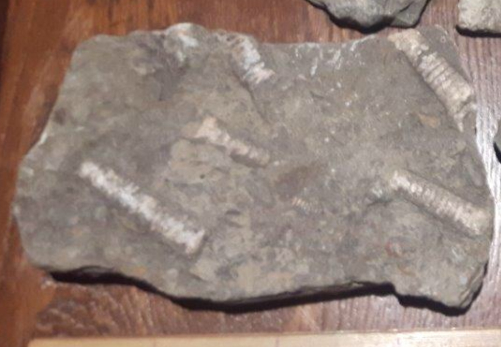 Lots of new fossils from Toronto - Fossil Hunting Trips - The Fossil Forum