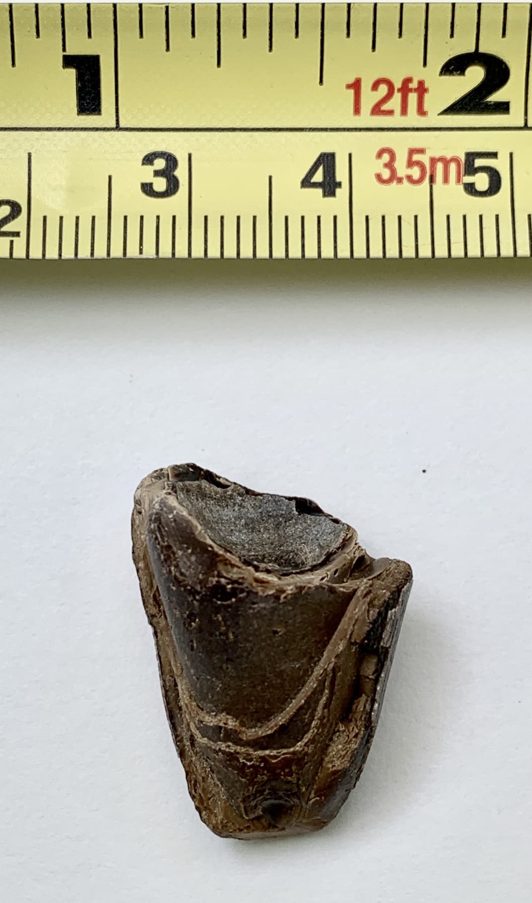 Finally: croc teeth? - Fossil ID - The Fossil Forum