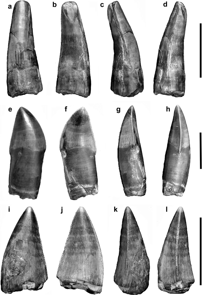 Identification help - Fossil ID - The Fossil Forum