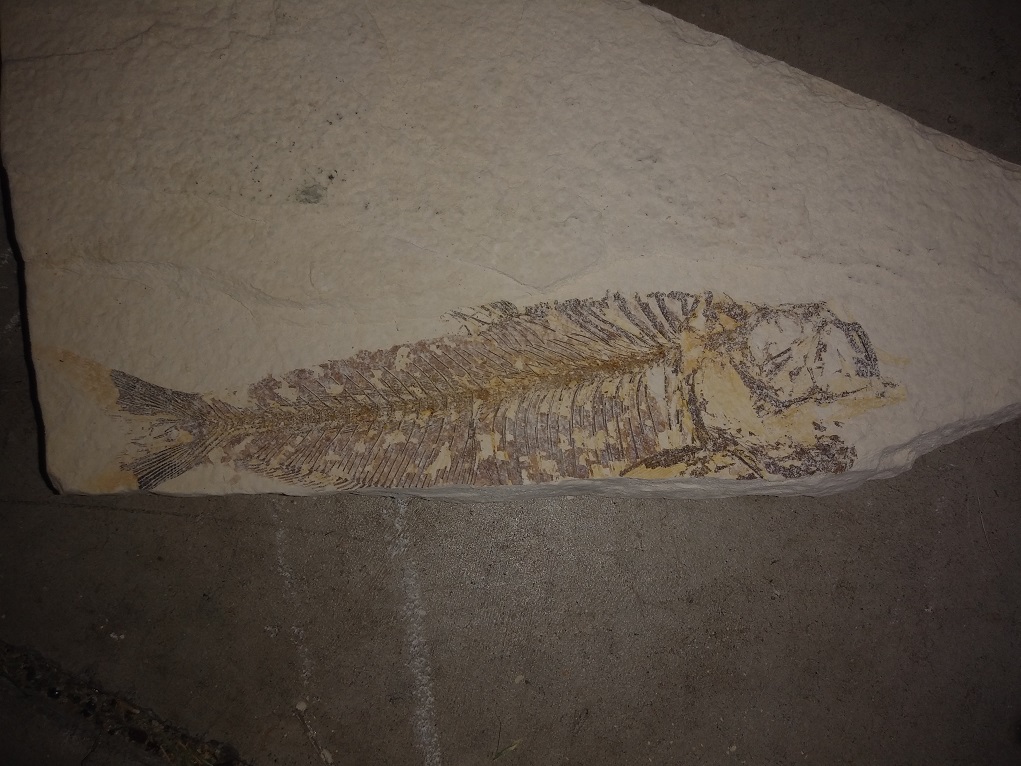 Upcoming Fossil trip - Page 2 - Fossil Hunting Trips - The Fossil Forum