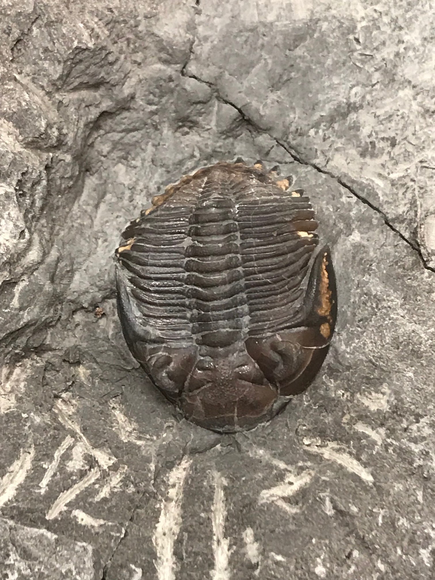 Arkona, Ontario - Member Collections - The Fossil Forum