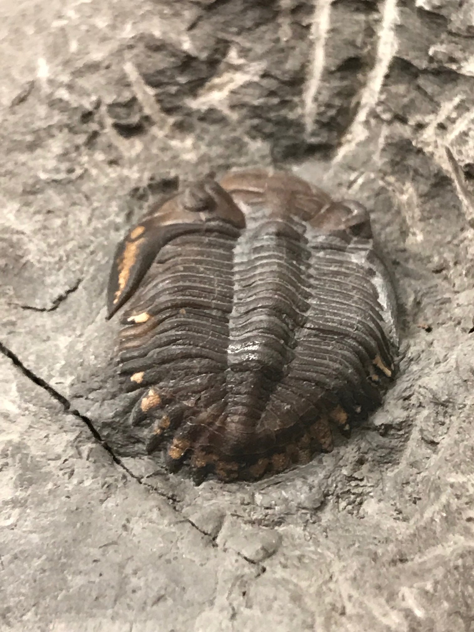 Arkona, Ontario - Member Collections - The Fossil Forum