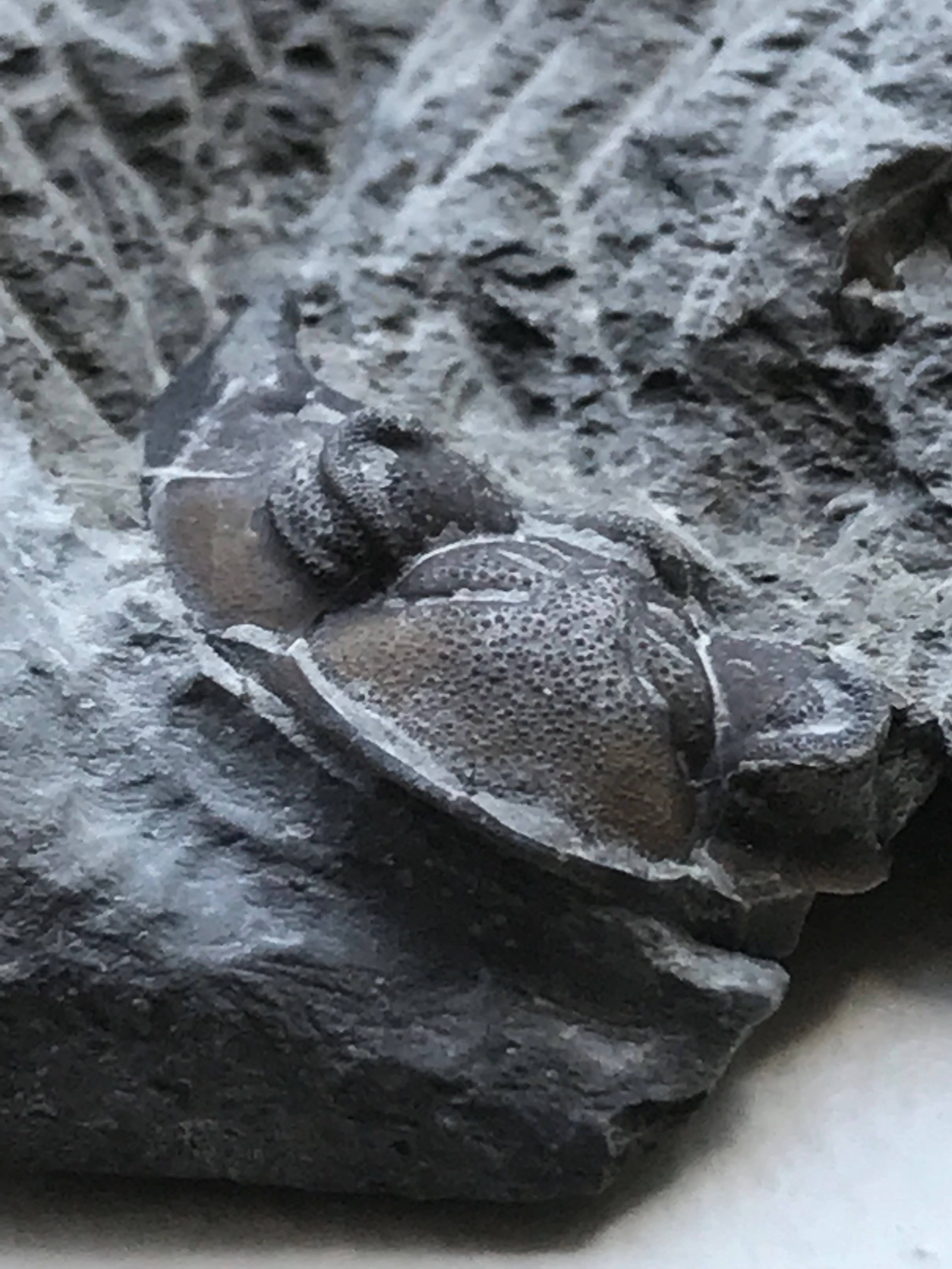 Arkona, Ontario - Member Collections - The Fossil Forum