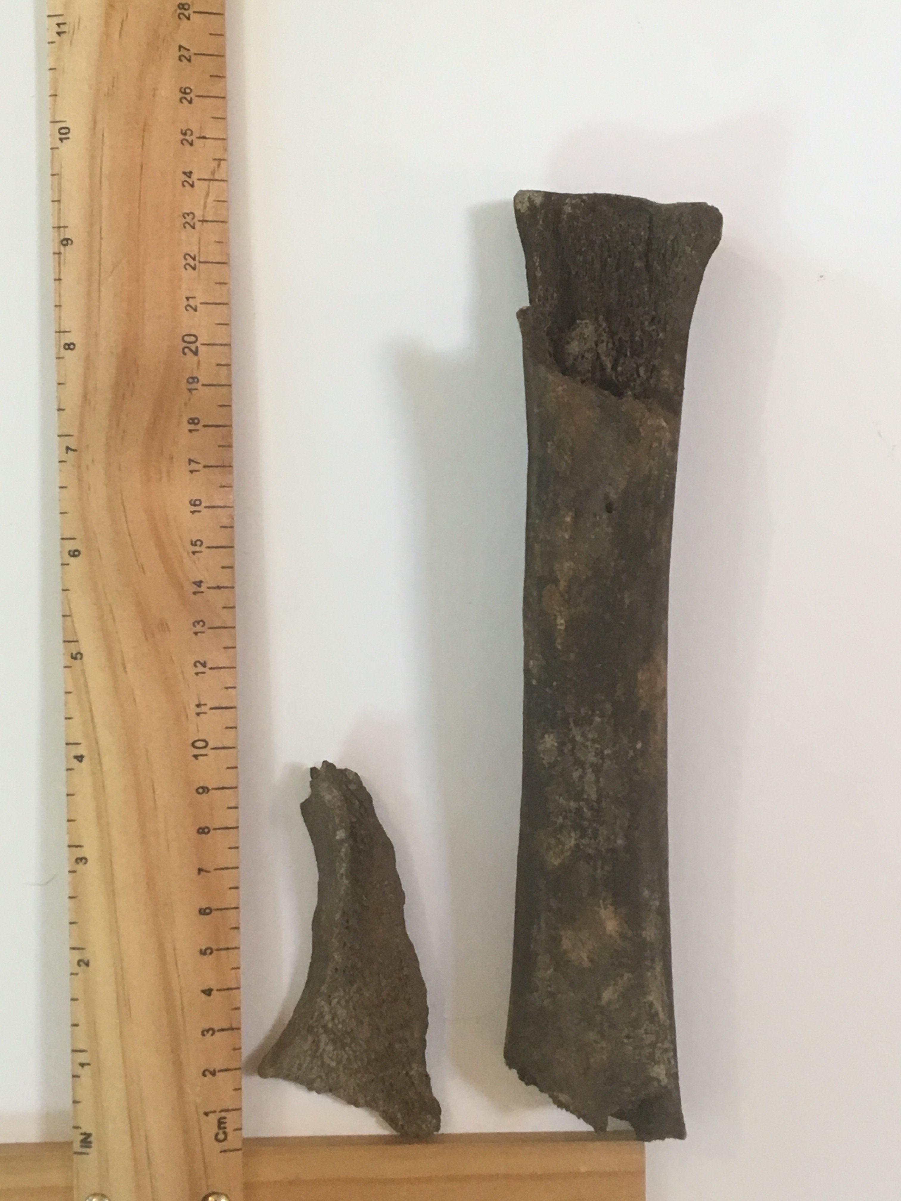 Fossilized Bone? - Fossil ID - The Fossil Forum