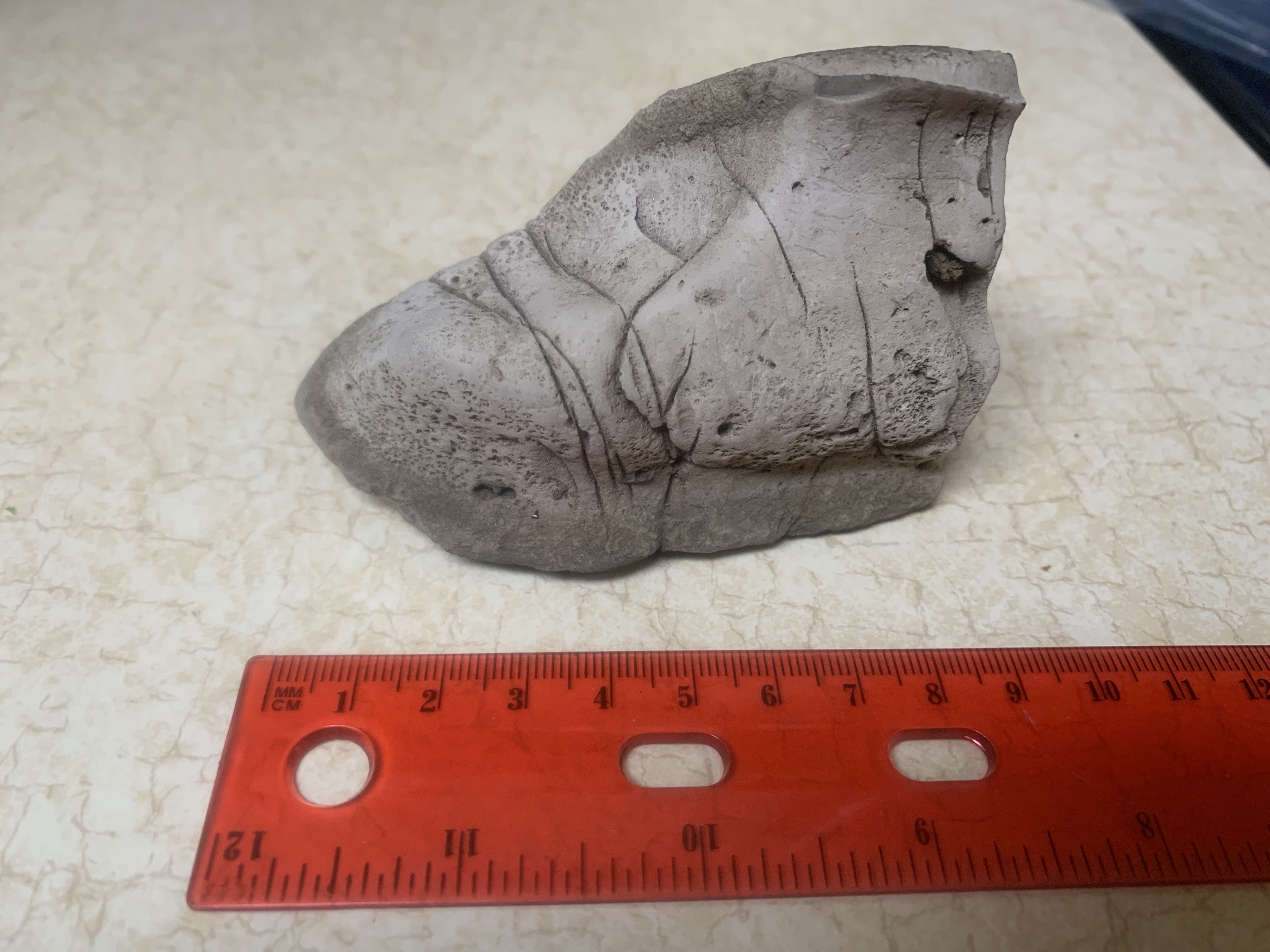 Possible fossilized bone found - Fossil ID - The Fossil Forum