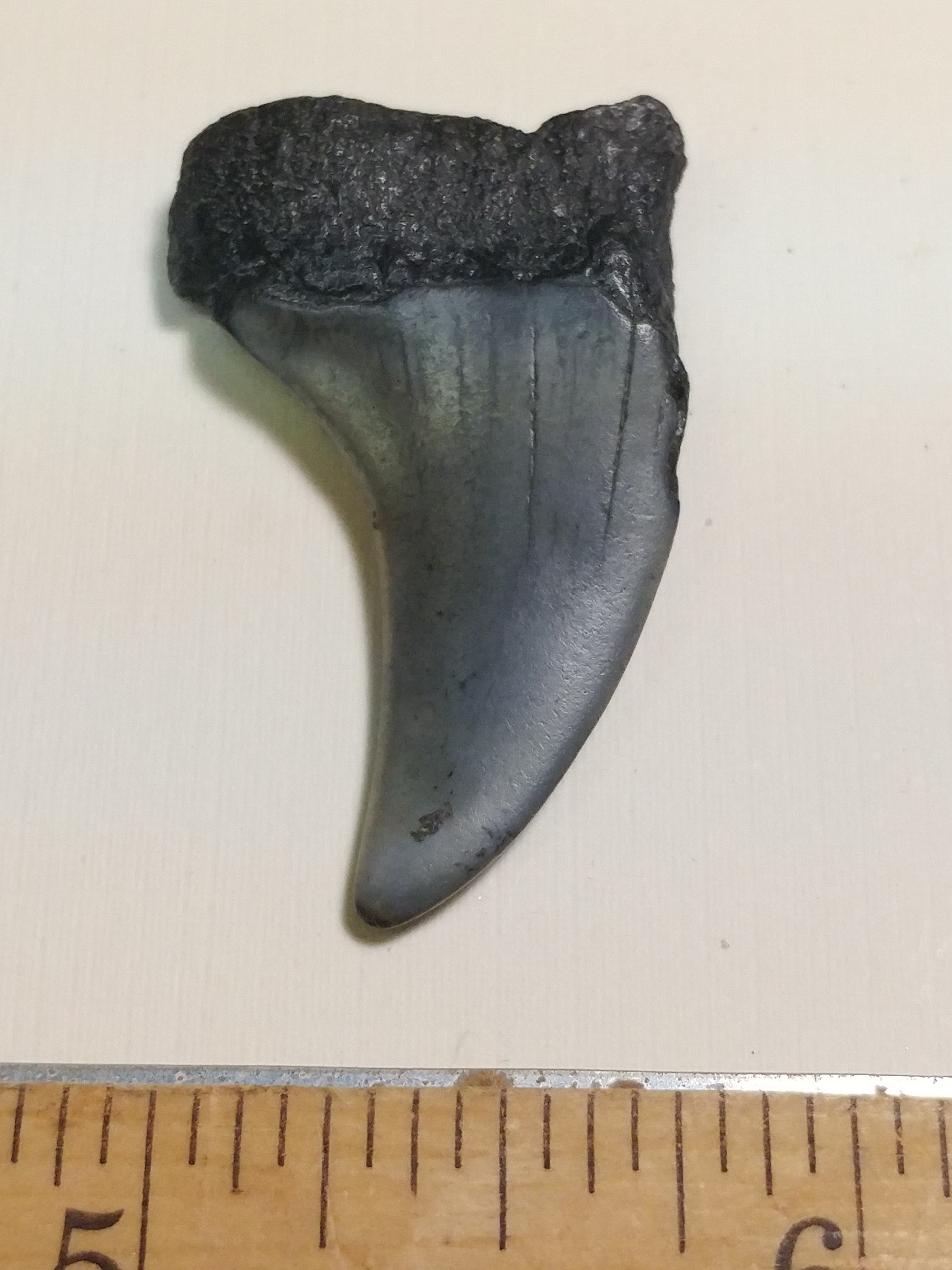 Isurus Sp.? - Fossil ID - The Fossil Forum