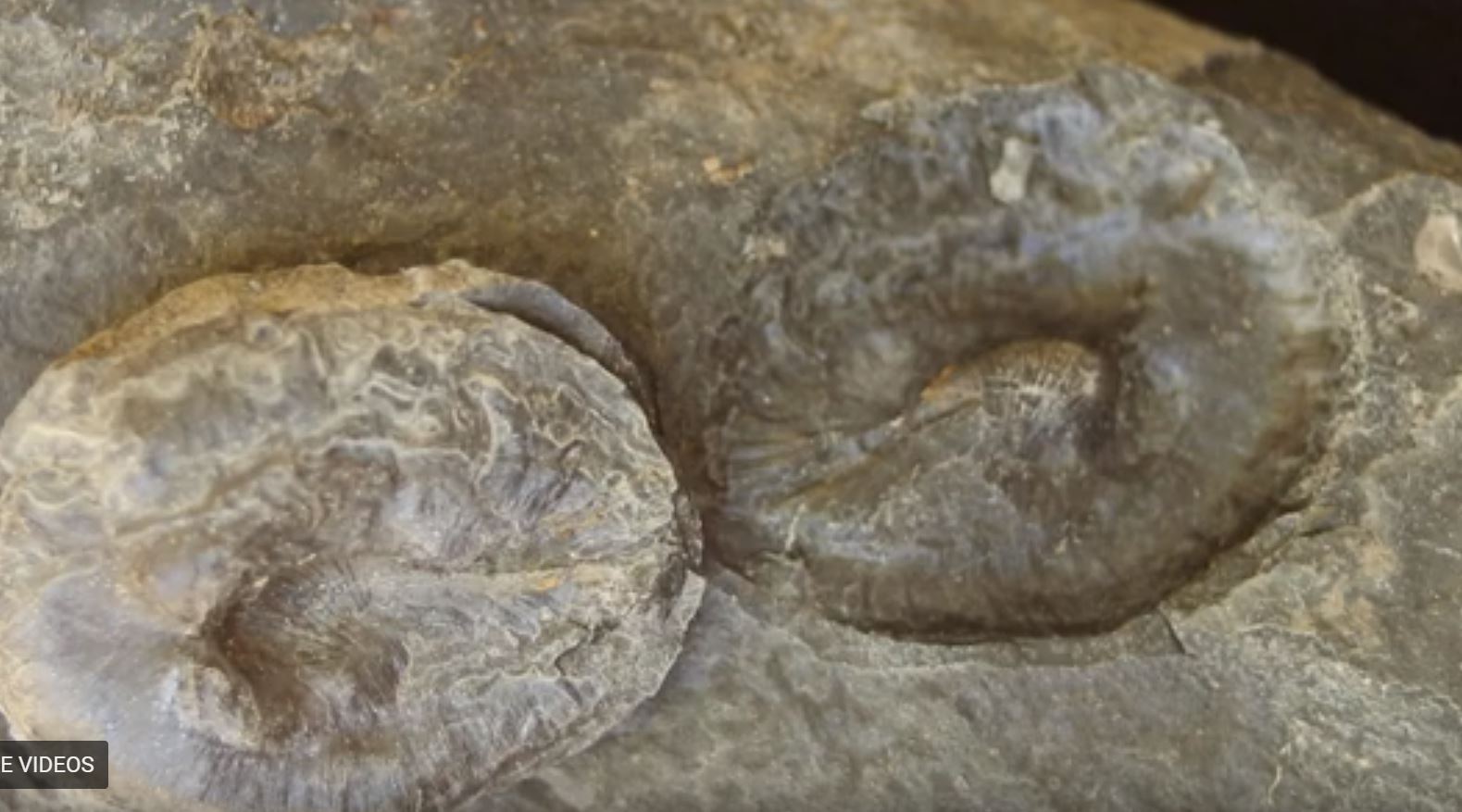 Devonian Mystery Invertebrate - Fossil ID - The Fossil Forum