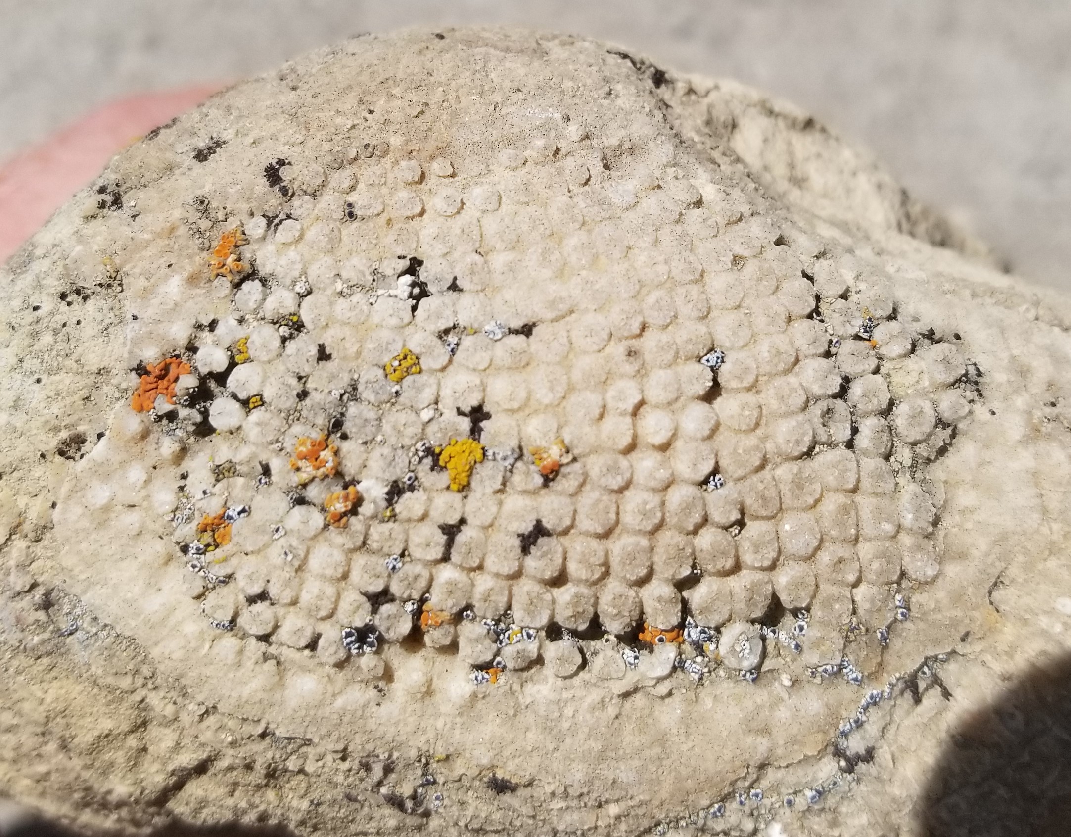 Please help identify my bumps. - Fossil ID - The Fossil Forum