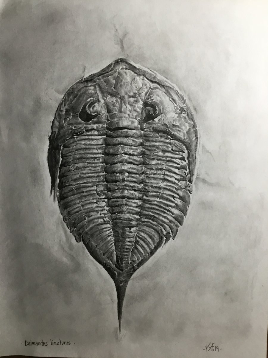 dalmanites limulurus - Trilobites - The Fossil Forum
