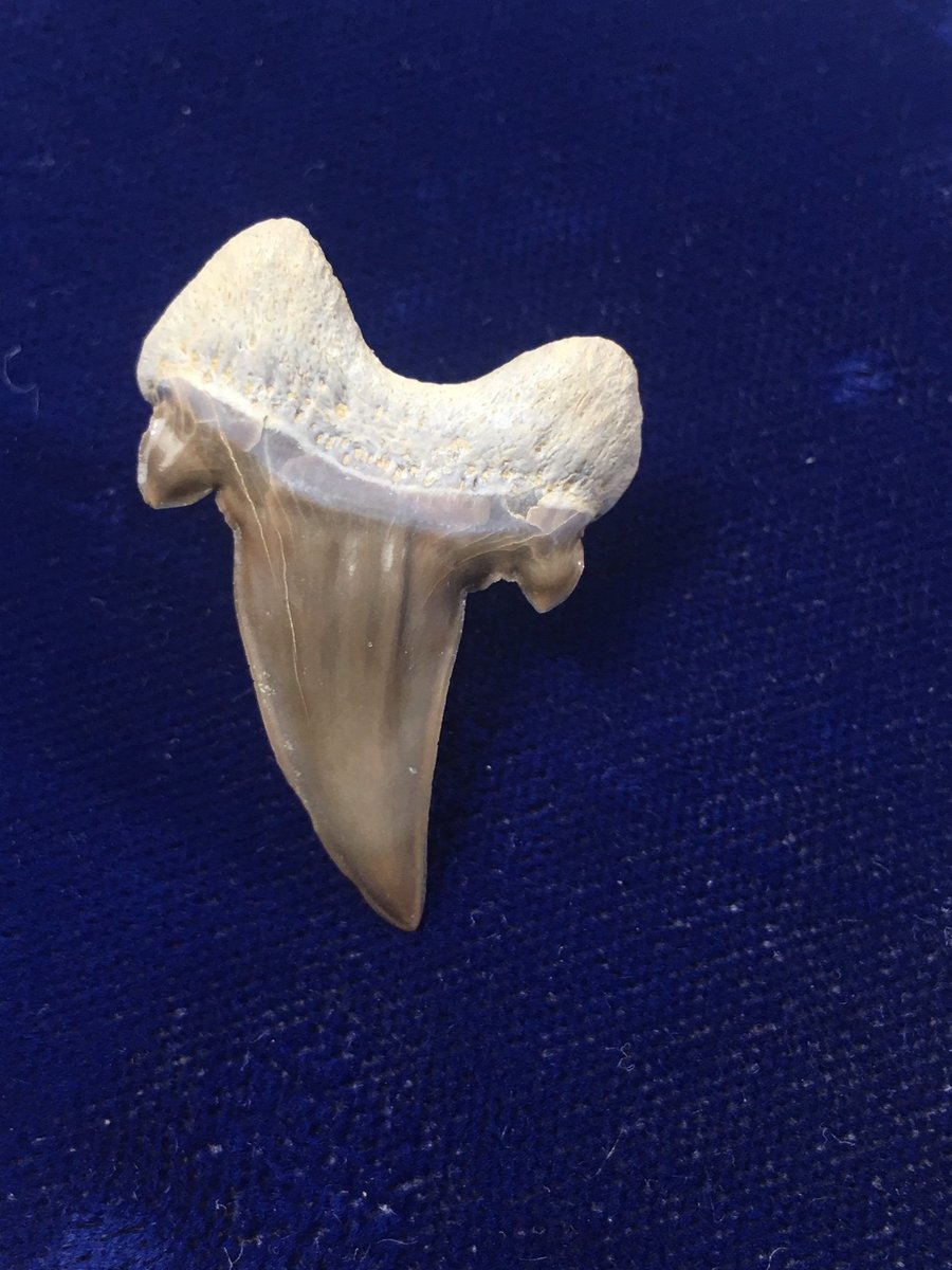 Cardabiodon venator Kansas - Member Collections - The Fossil Forum