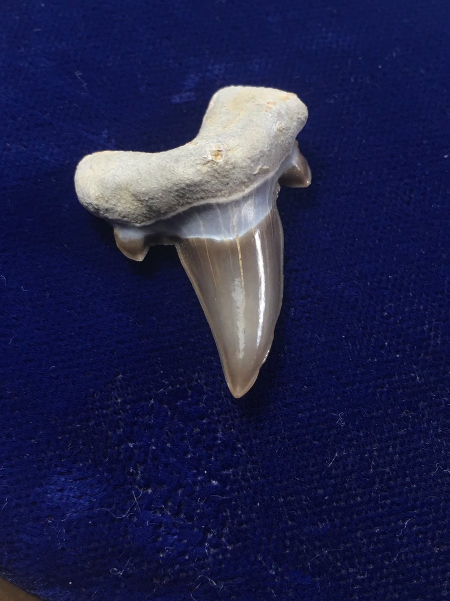 Cardabiodon venator Kansas - Member Collections - The Fossil Forum