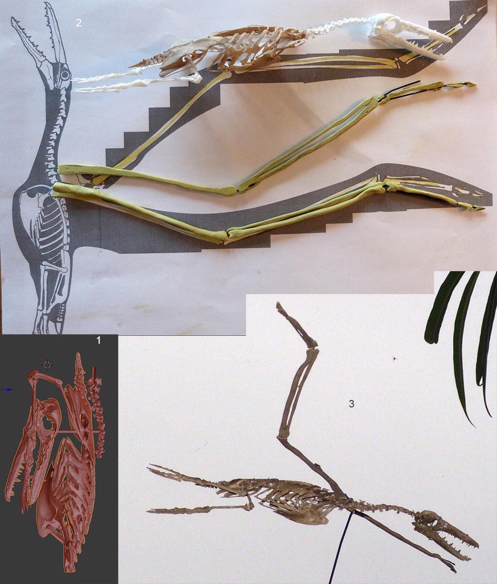 Pterosaurs - Paleo Re-creations - The Fossil Forum